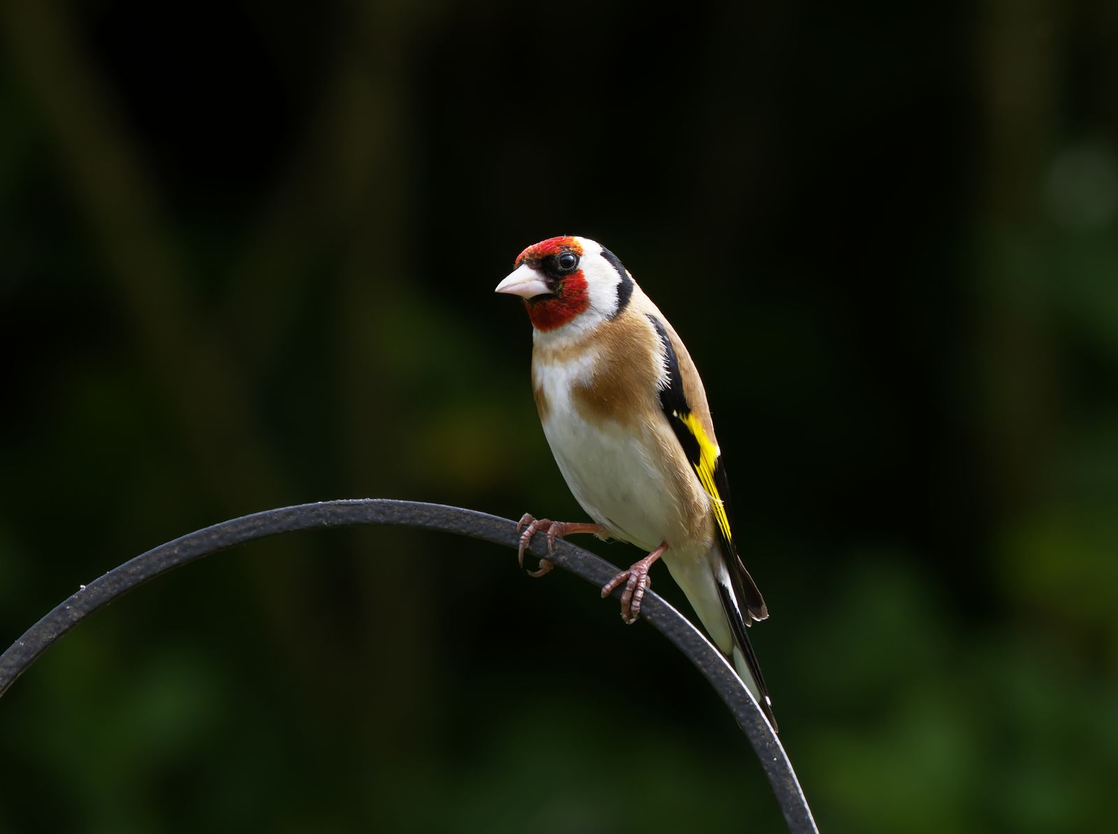 Cardinal Photos, Download The BEST Free Cardinal Stock Photos & HD Images