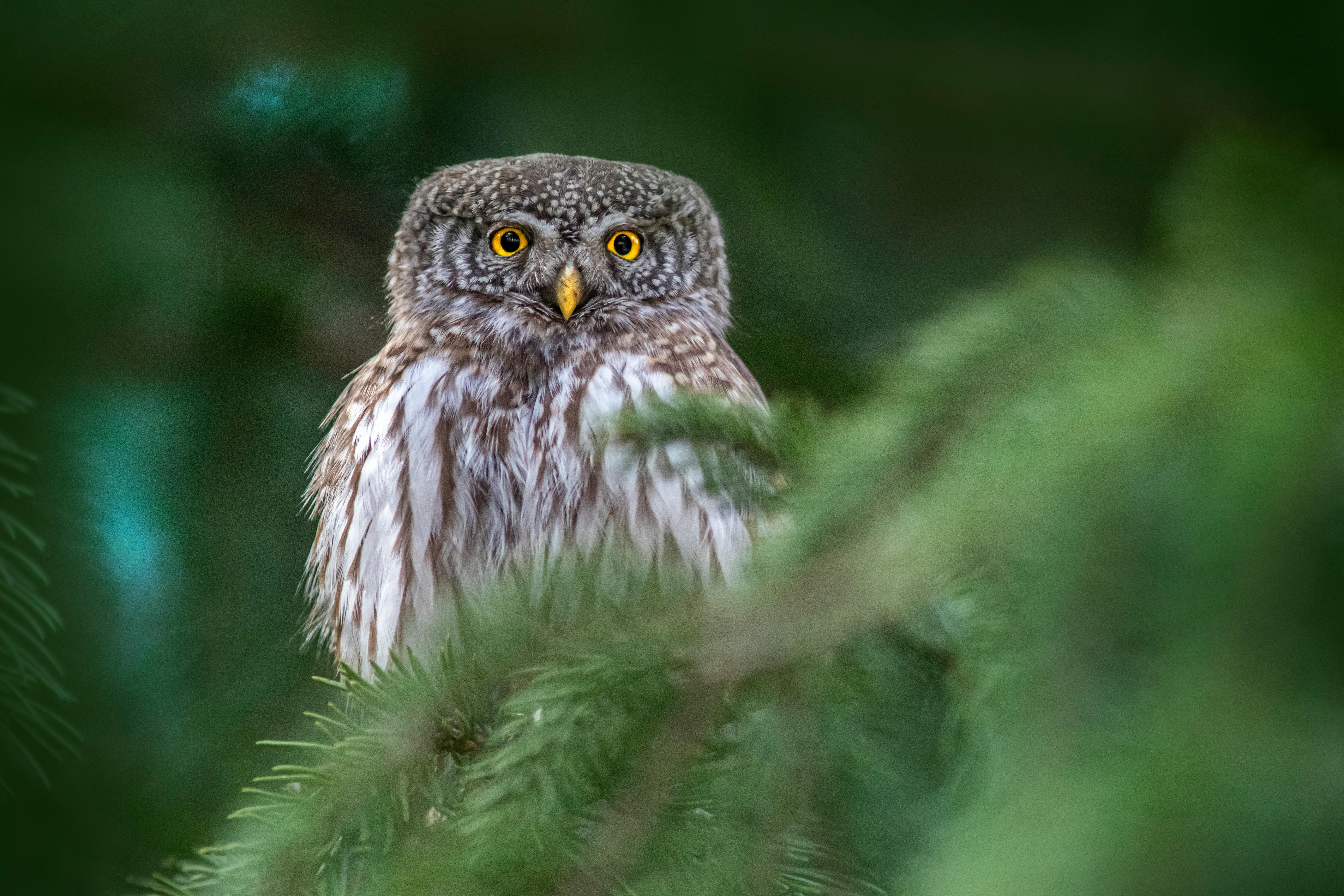 Owl Inside A Tree Photos, Download The BEST Free Owl Inside A Tree ...