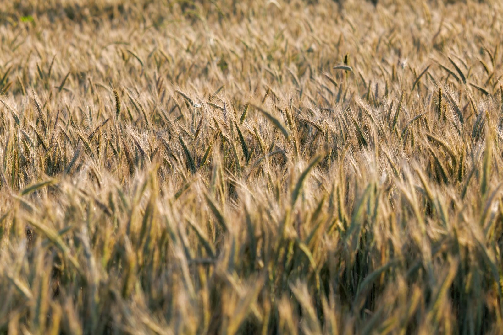 Wheat Farm Photos, Download The BEST Free Wheat Farm Stock Photos & HD ...