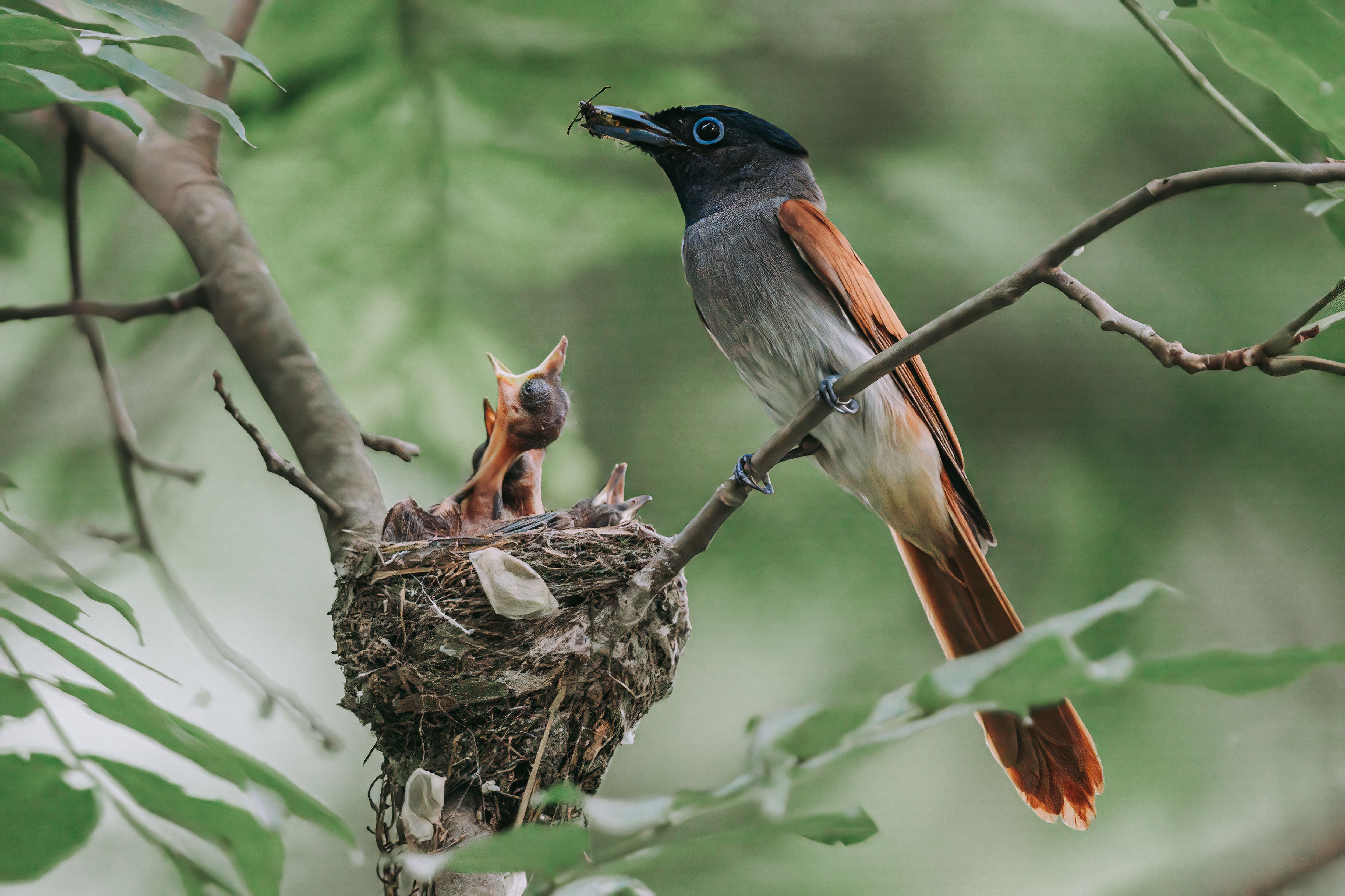 Bird Feeding Chicks in the Nest · Free Stock Photo