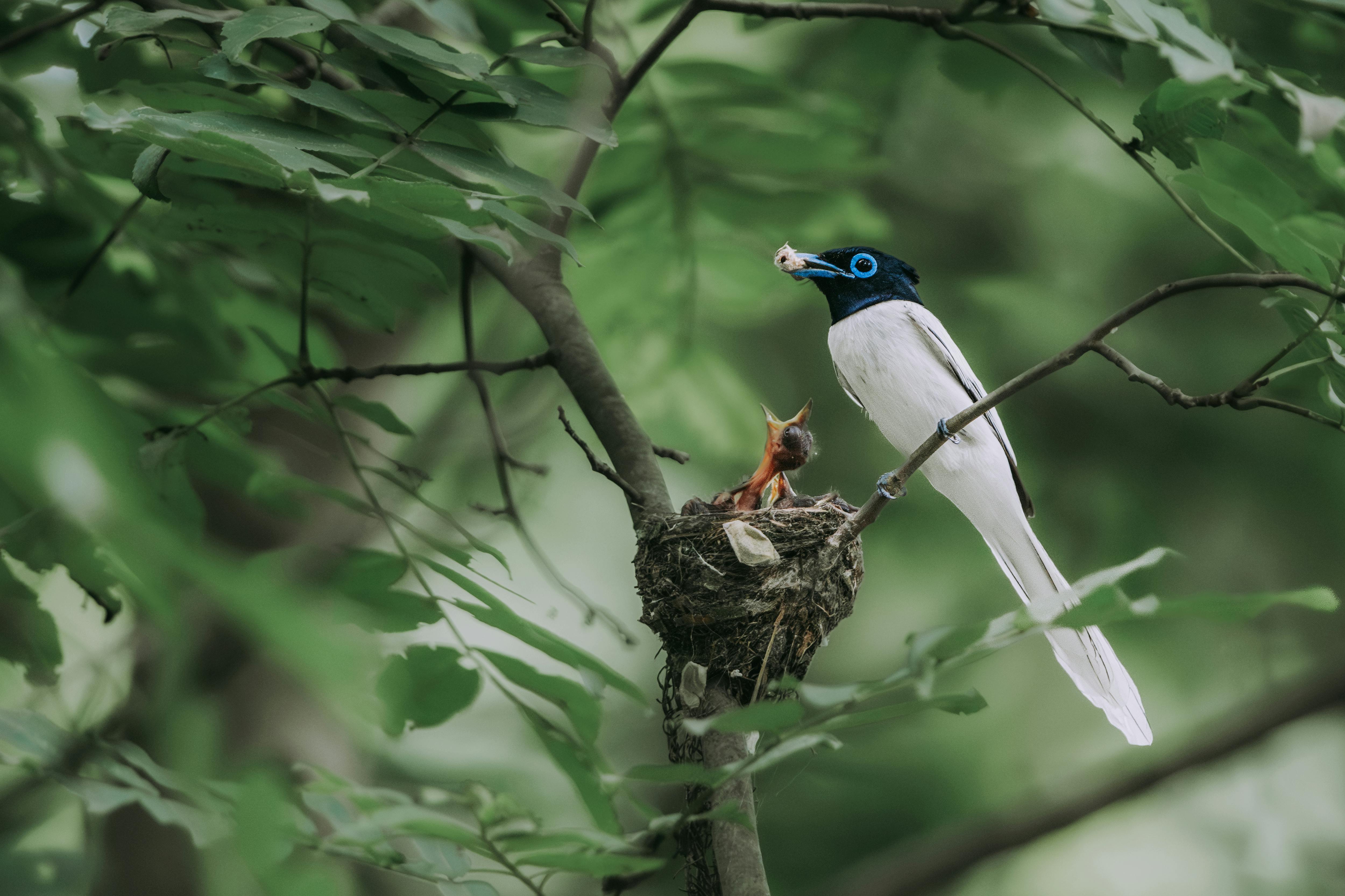 Monarch Bird Photos, Download The BEST Free Monarch Bird Stock Photos ...