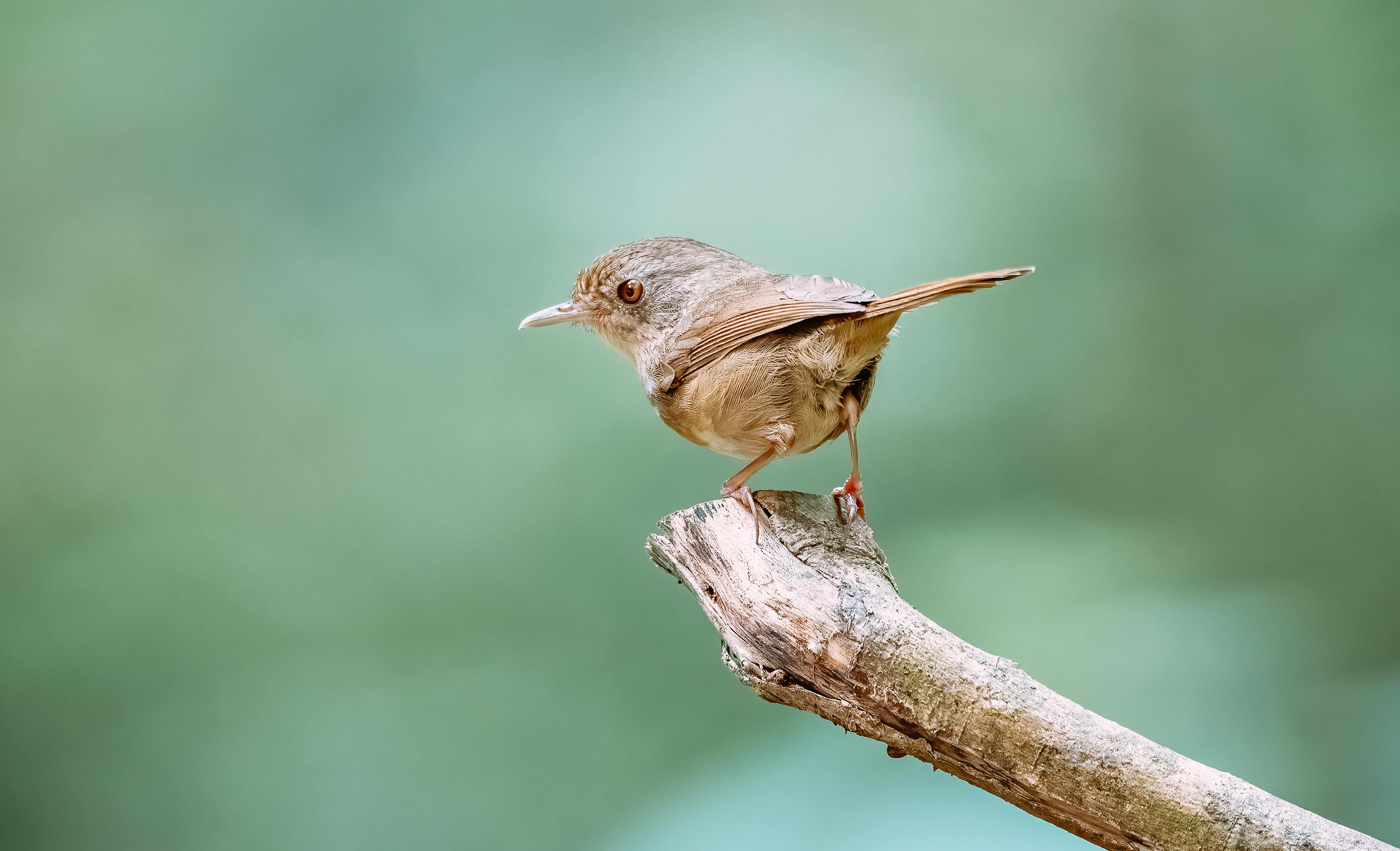 有关animal, beak, bird, birds, brown breasted babbler, chaffinch ...