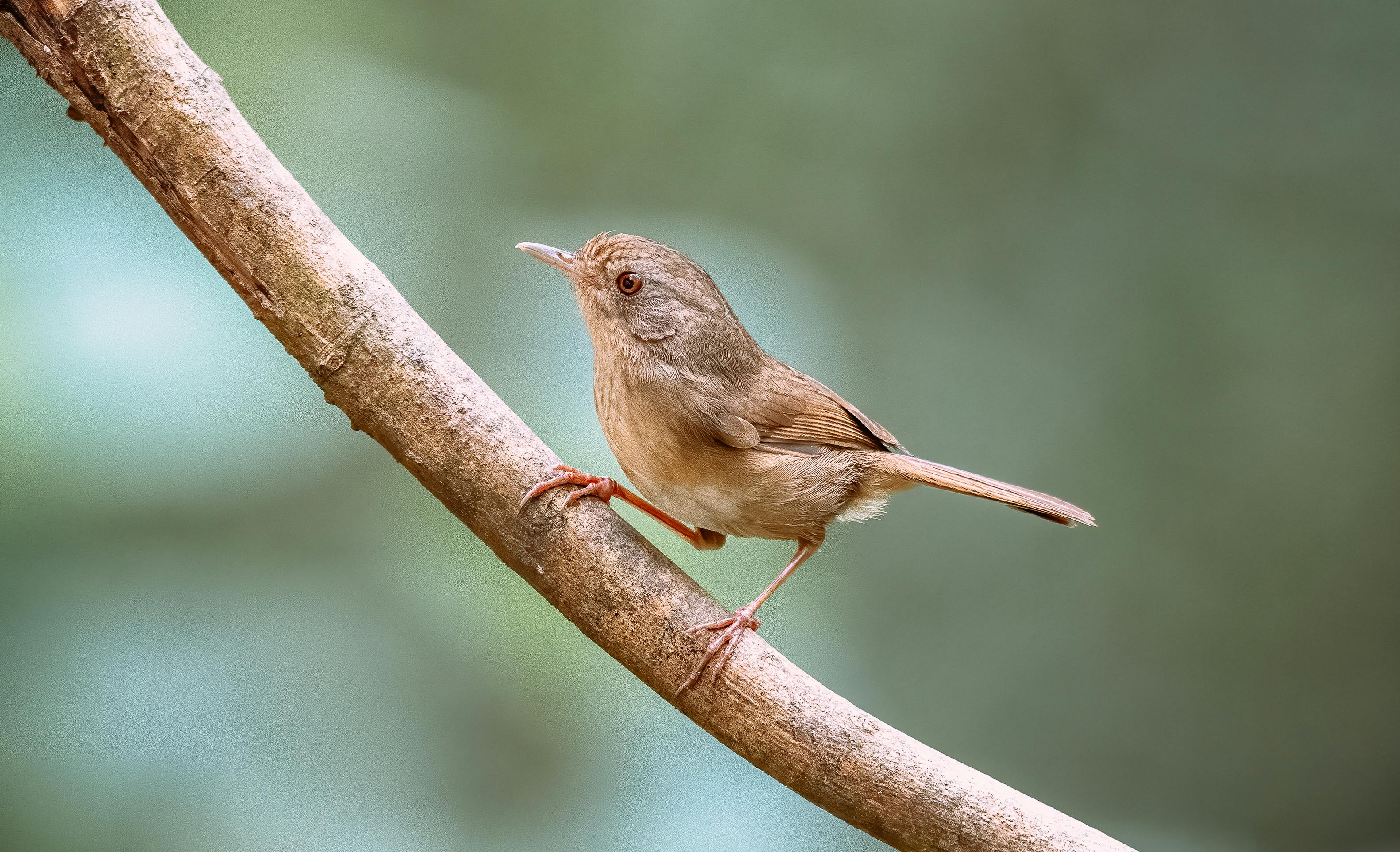 Birds Perching on Branch · Free Stock Photo