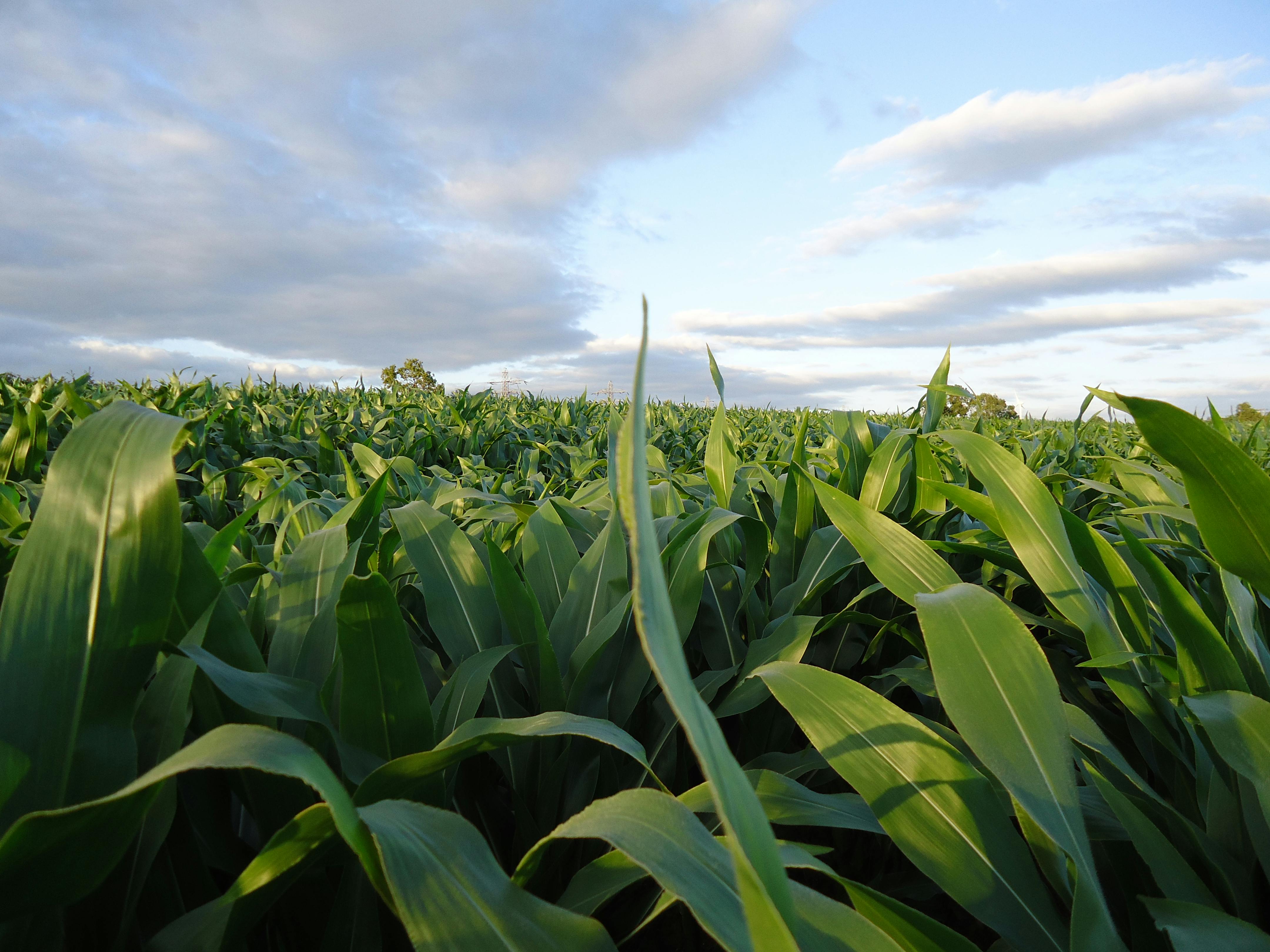 Free stock photo of sweetcorn field