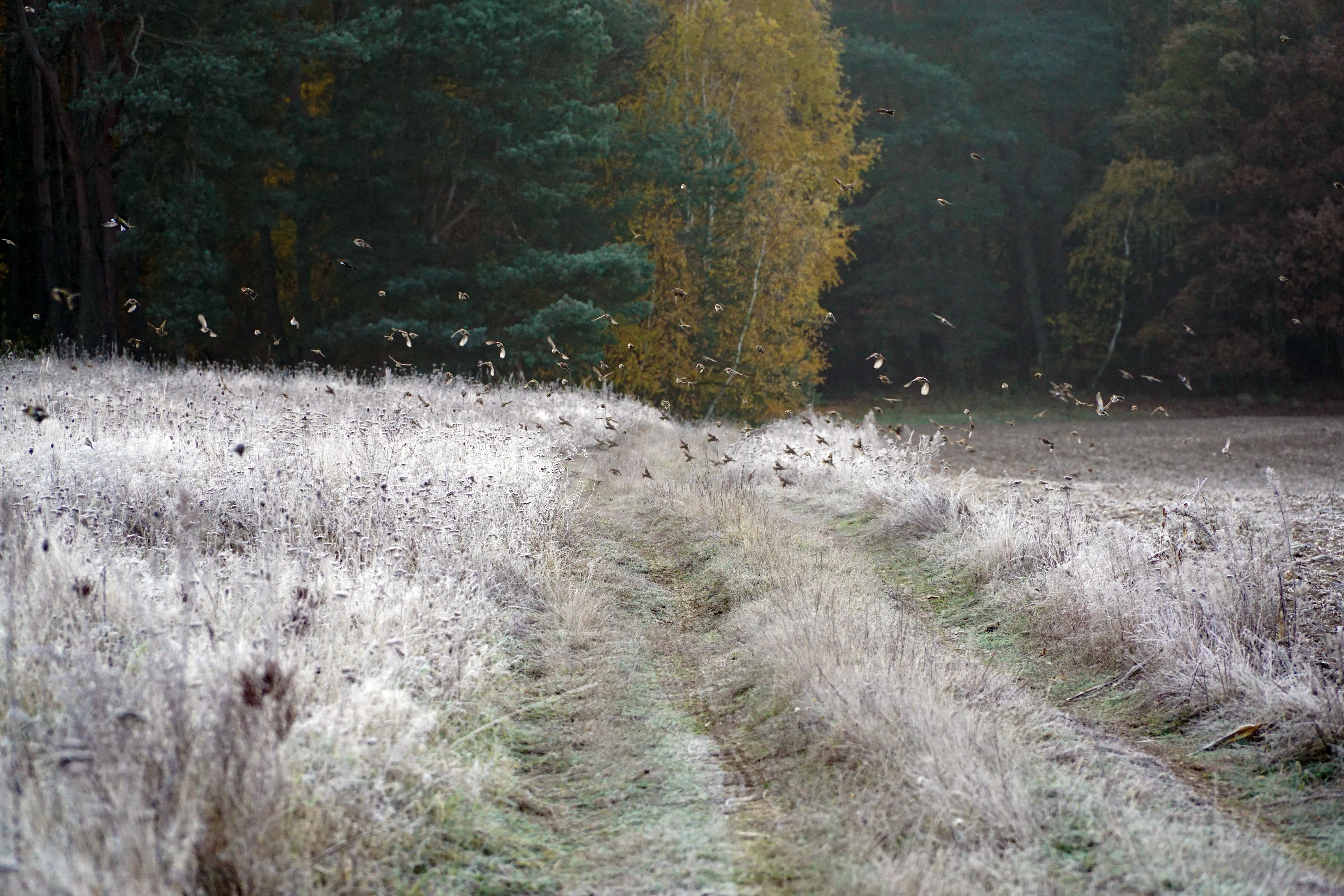Frosty Field and Trees in Autumnal Colors · Free Stock Photo
