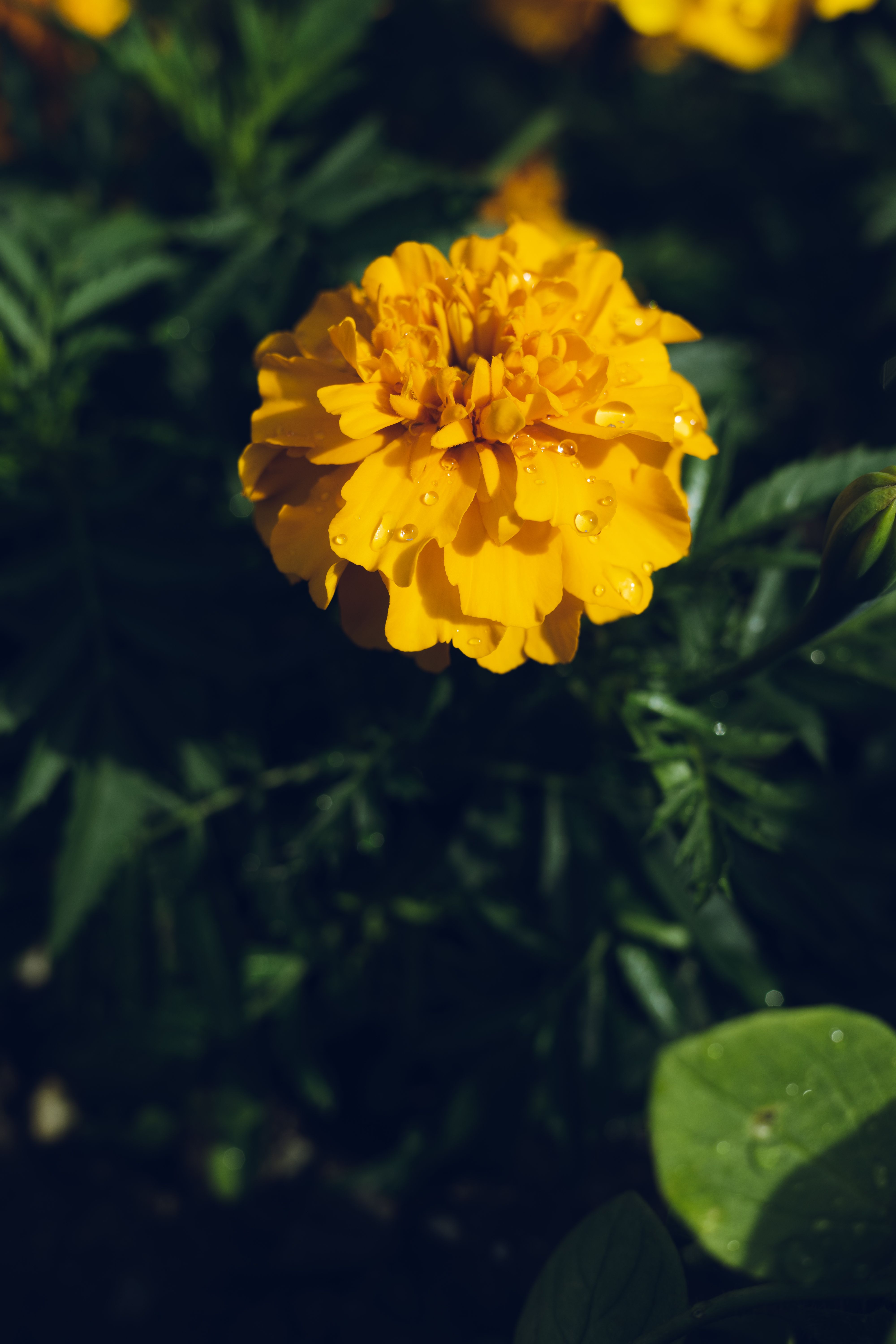 Close-up of Blooming Flower in Green Nature · Free Stock Photo