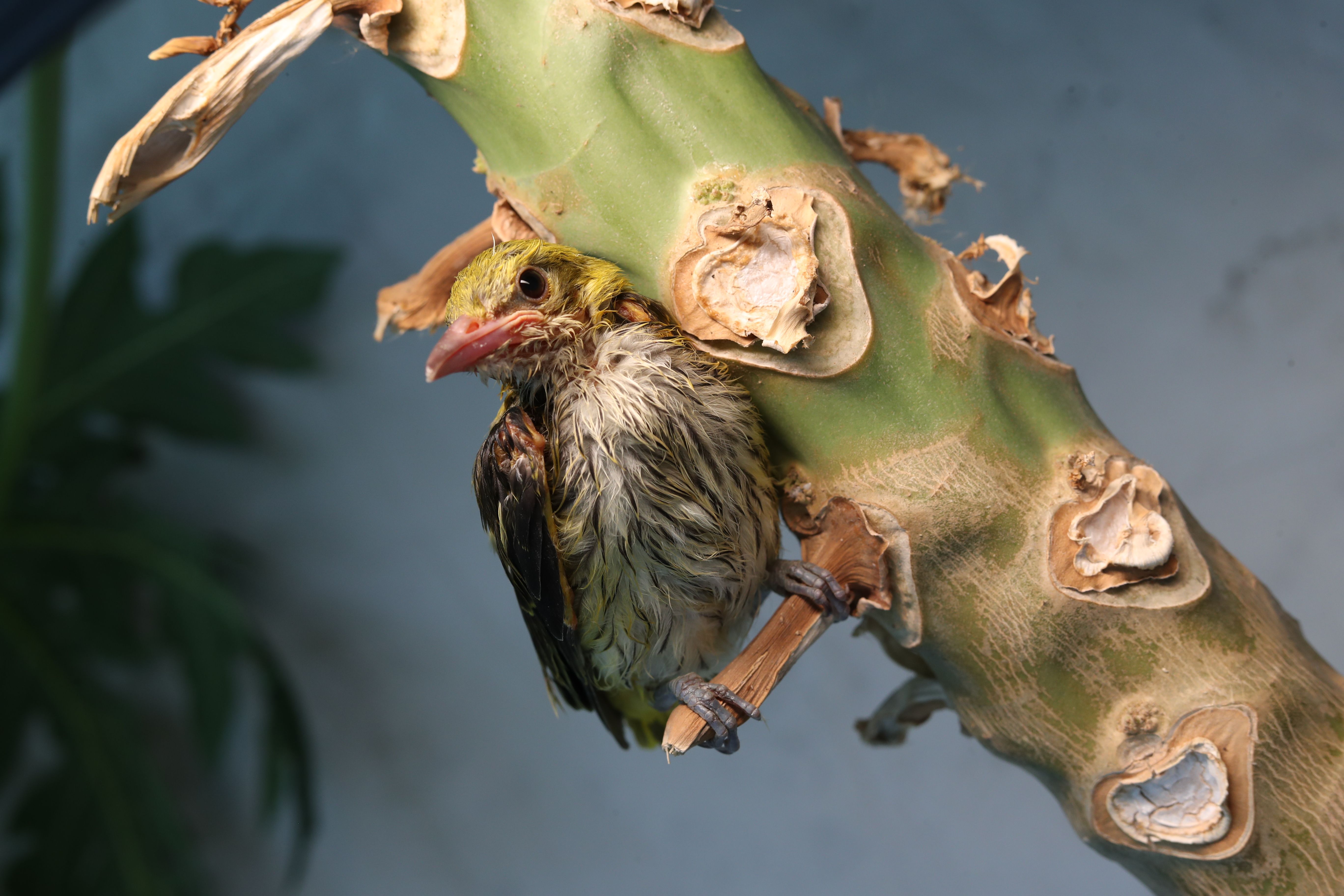 Twig Vanishing Photos, Download The BEST Free Twig Vanishing Stock ...
