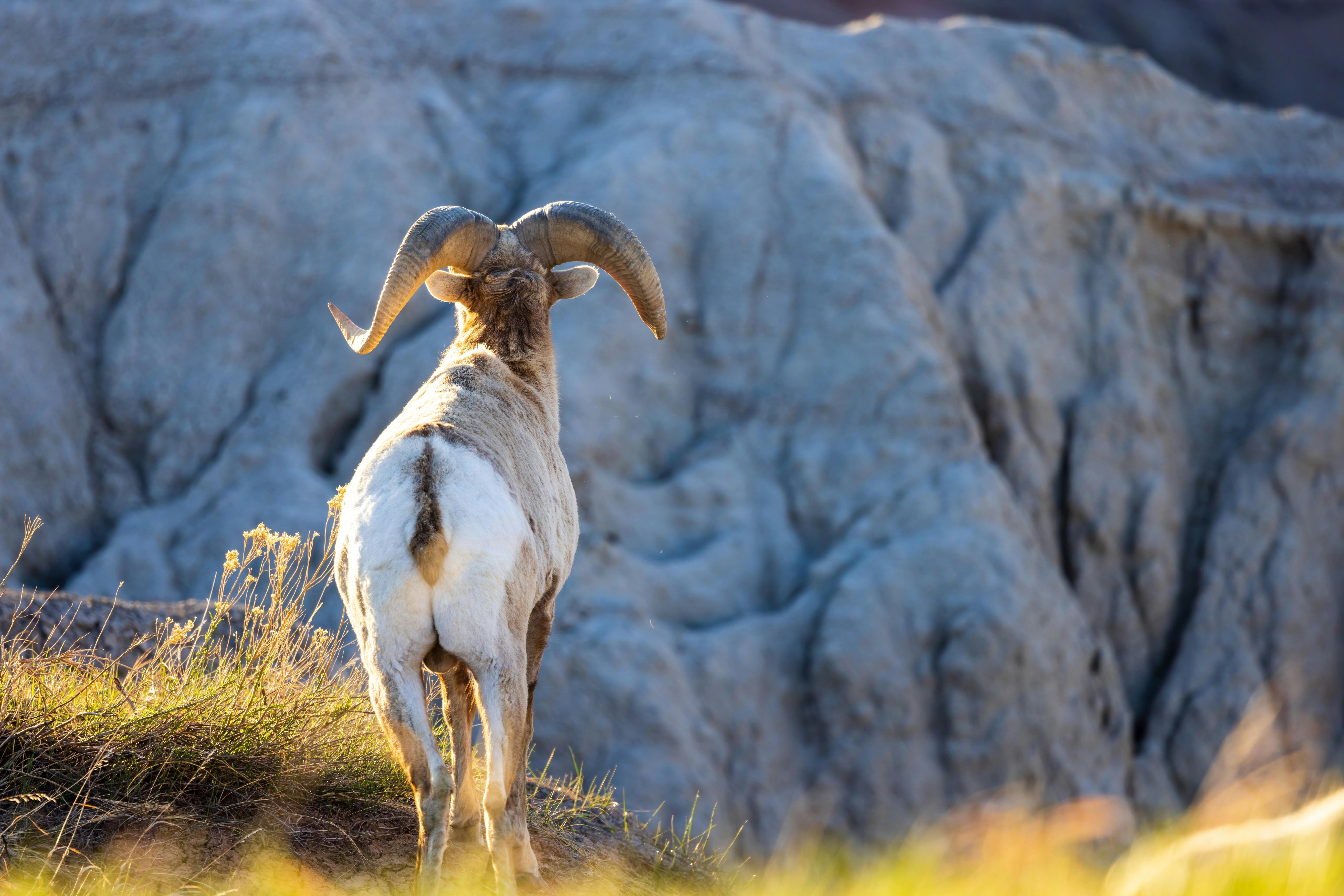 Back View of the Bighorn Sheep · Free Stock Photo