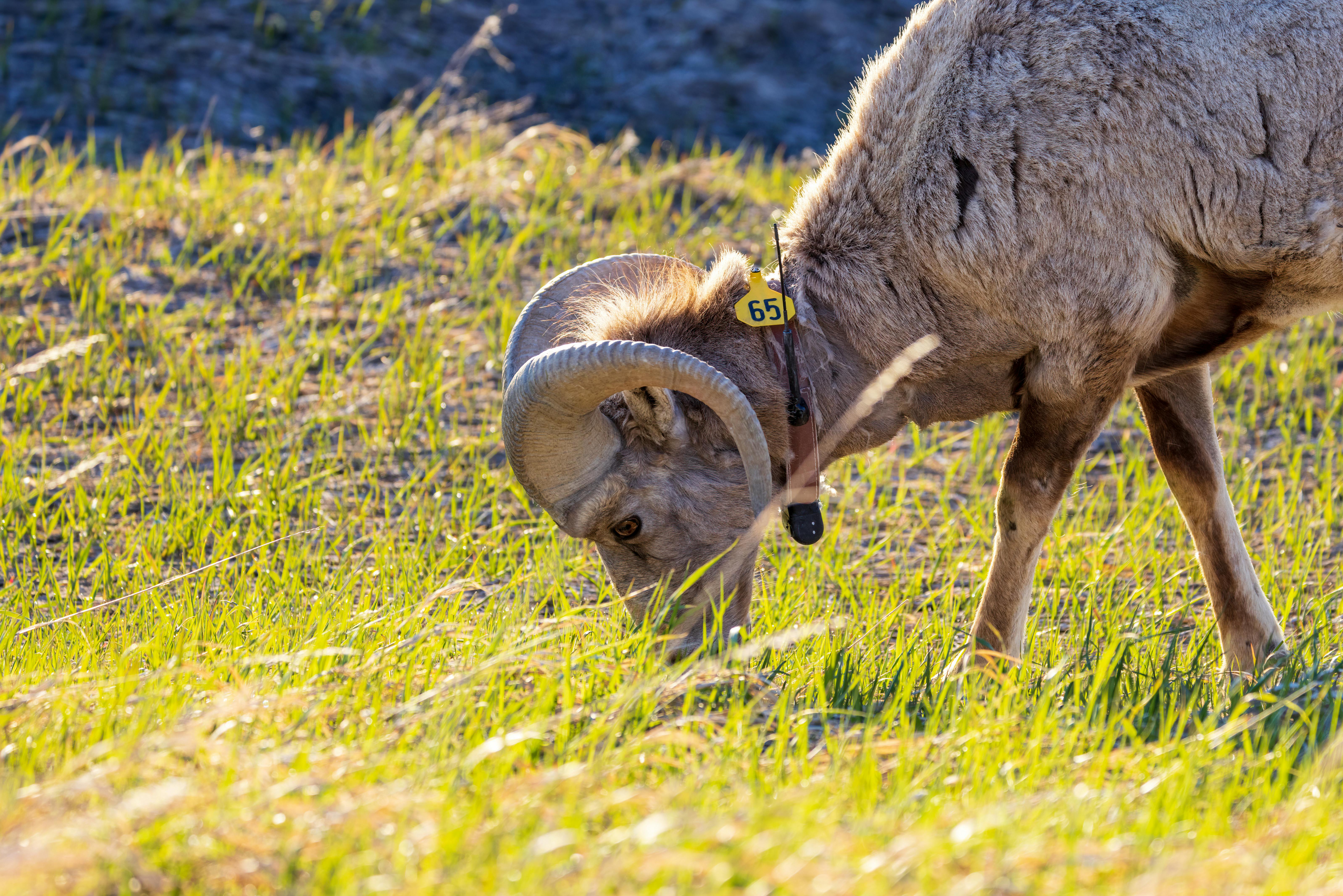 Bighorn Sheep with Tag · Free Stock Photo