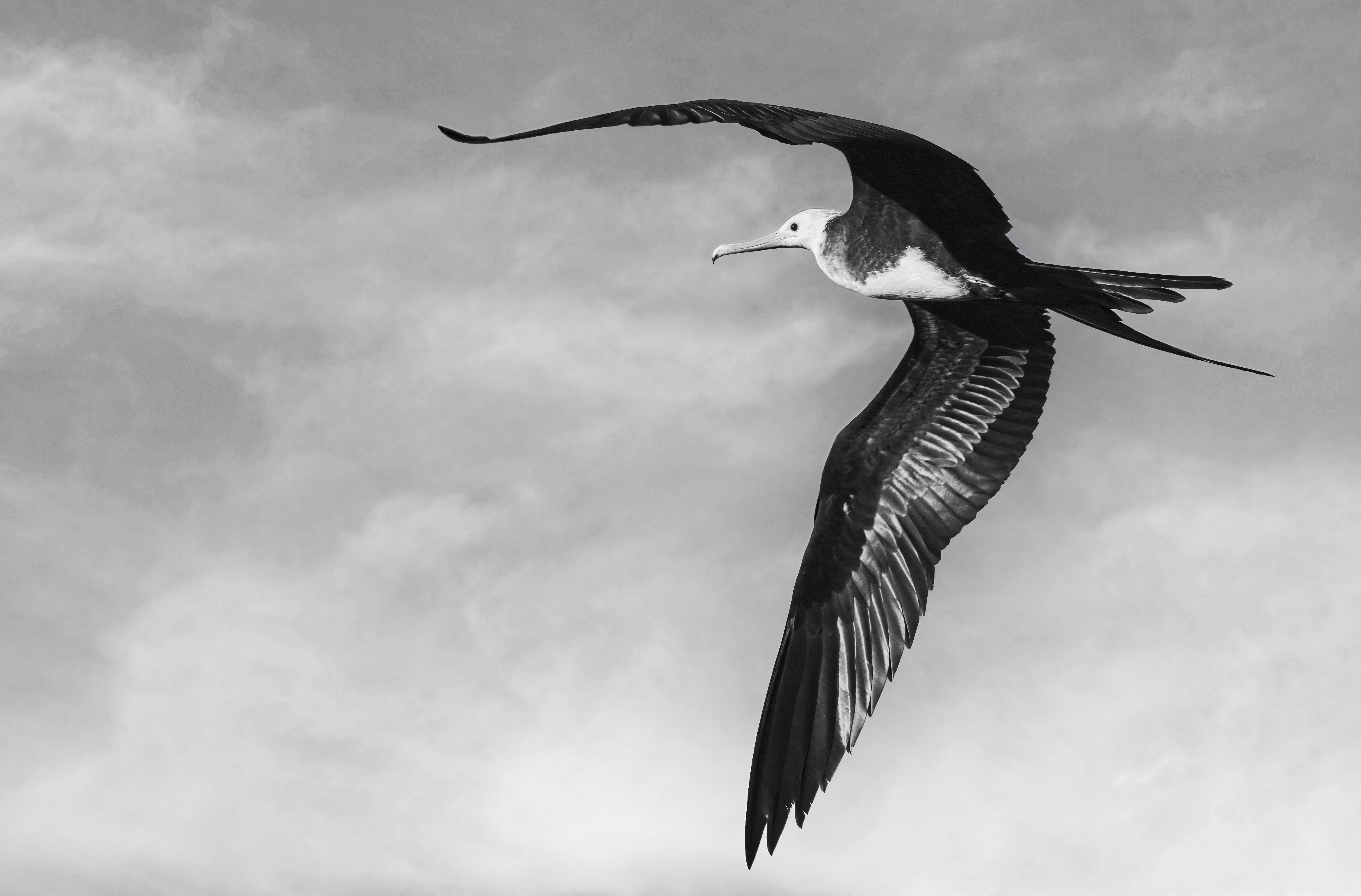 Bird In Flight Photos, Download The BEST Free Bird In Flight Stock ...