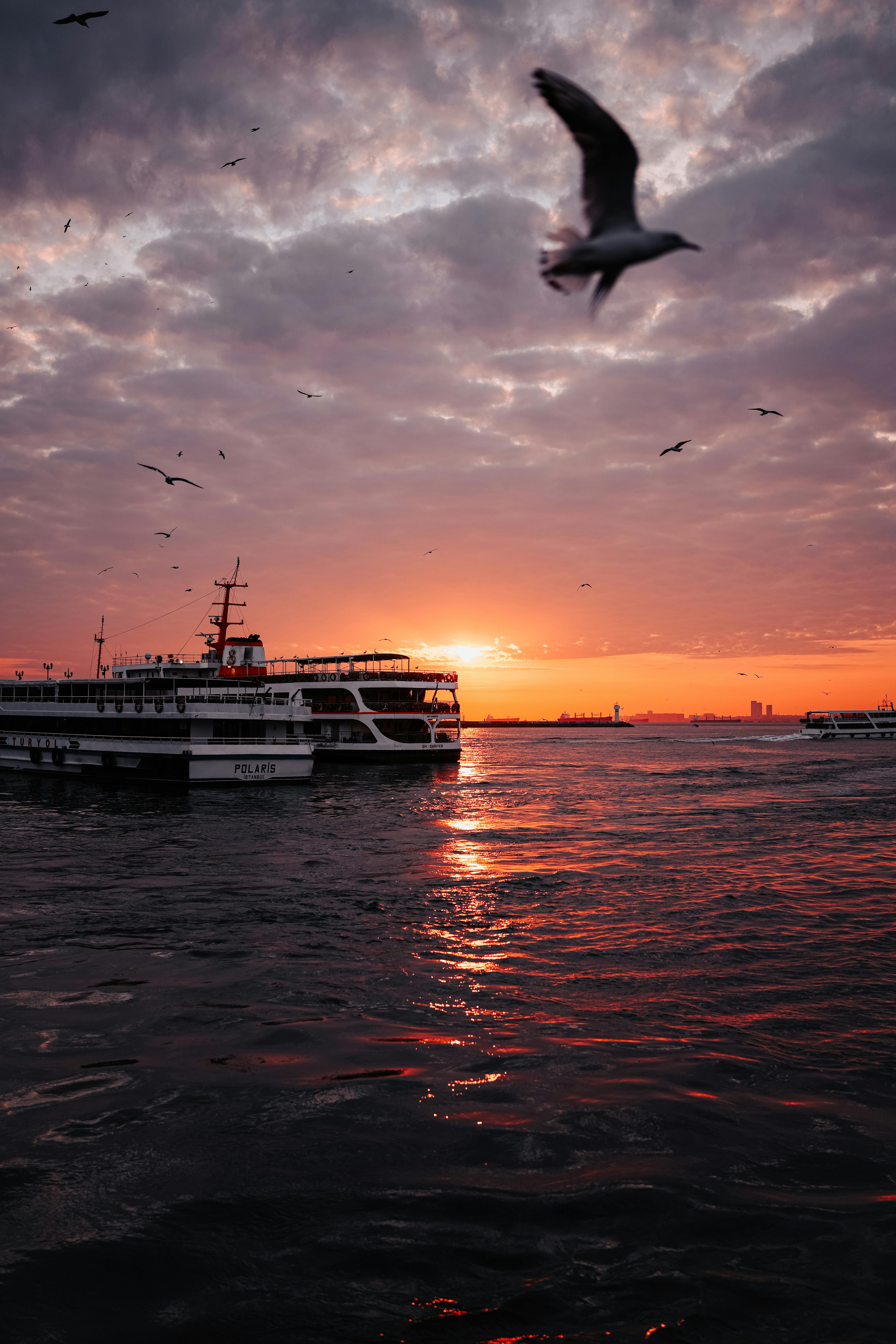 Seagull Flying near Ferries at Sunset · Free Stock Photo