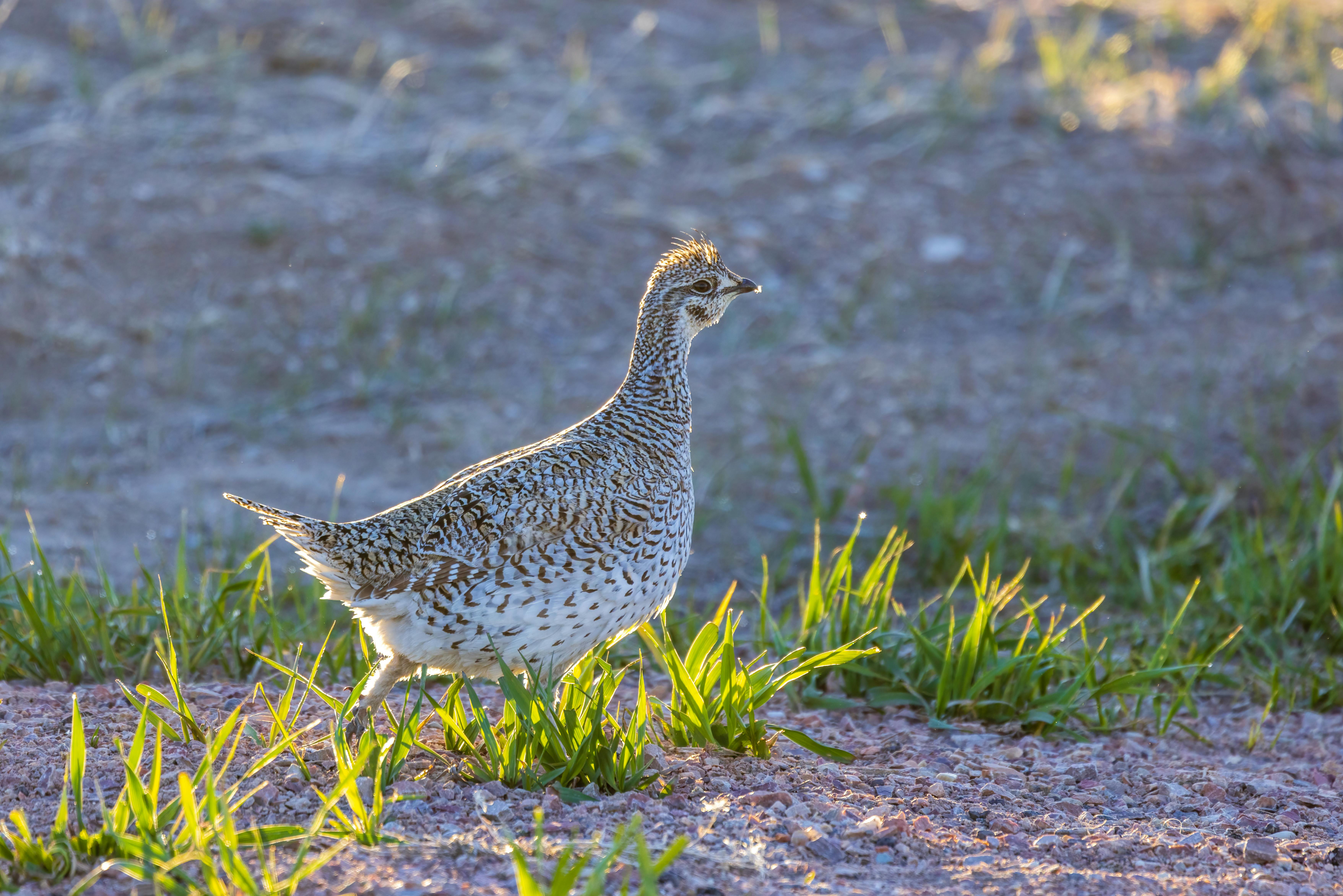 Sharp-tailed grouse (Tympanuchus phasianellus) in Badlands National ...