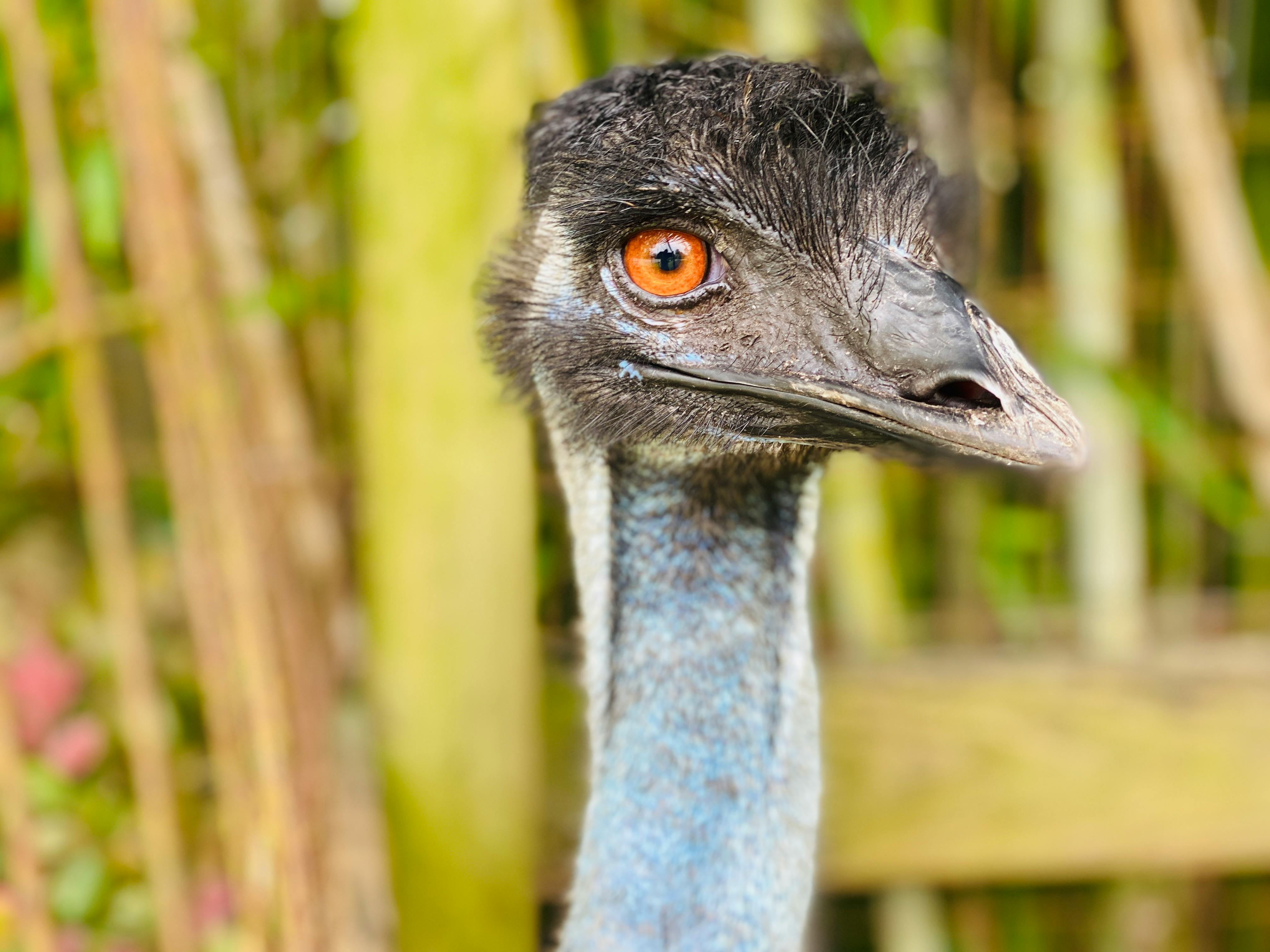 Close-up of the Head of an Emu · Free Stock Photo