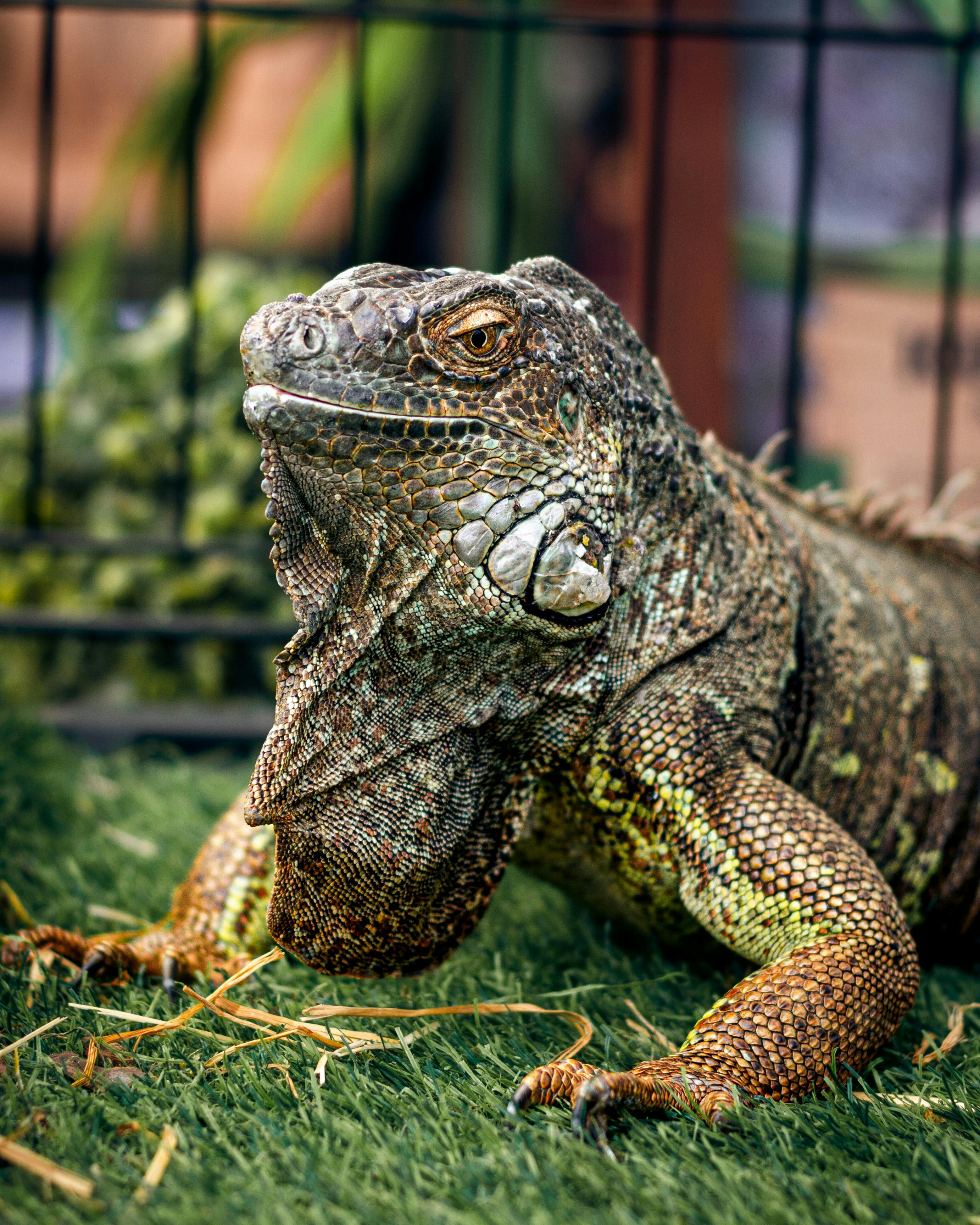 Lizard in Cage · Free Stock Photo