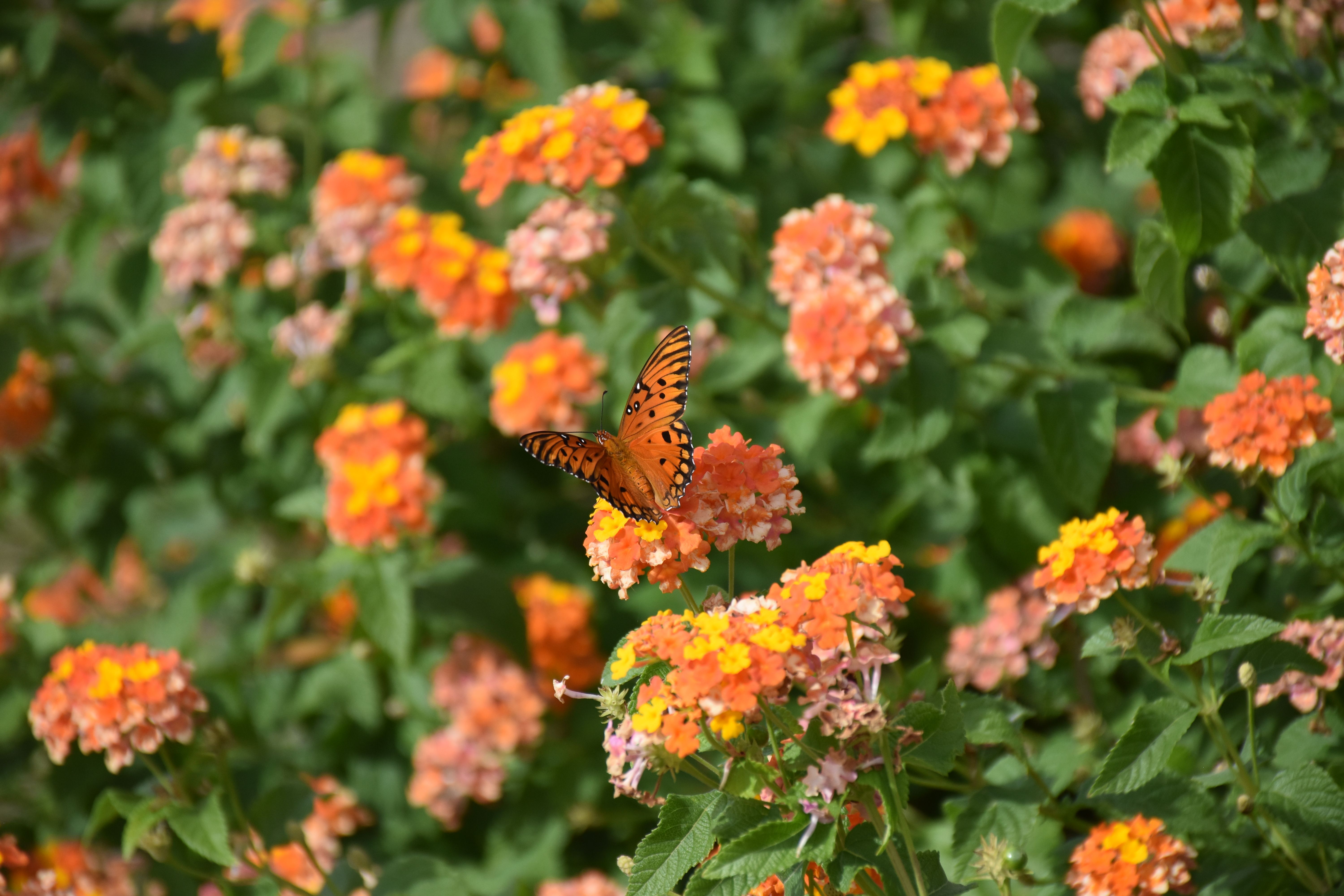 Alone Butterfly Photos, Download The BEST Free Alone Butterfly Stock ...