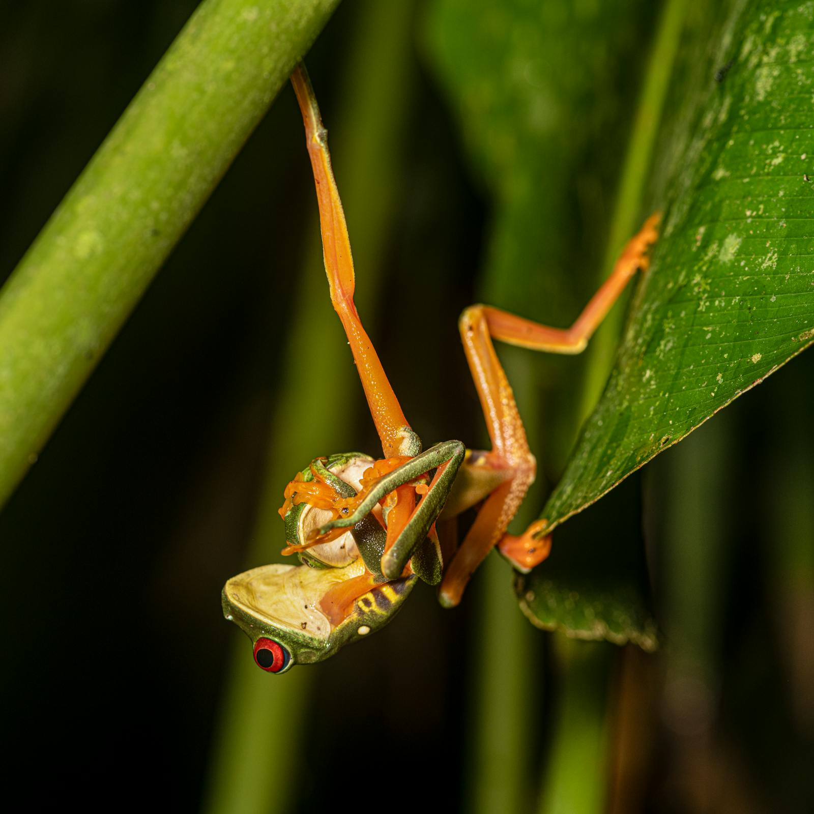 8k Wallpaper Frog Photos, Download The BEST Free 8k Wallpaper Frog ...