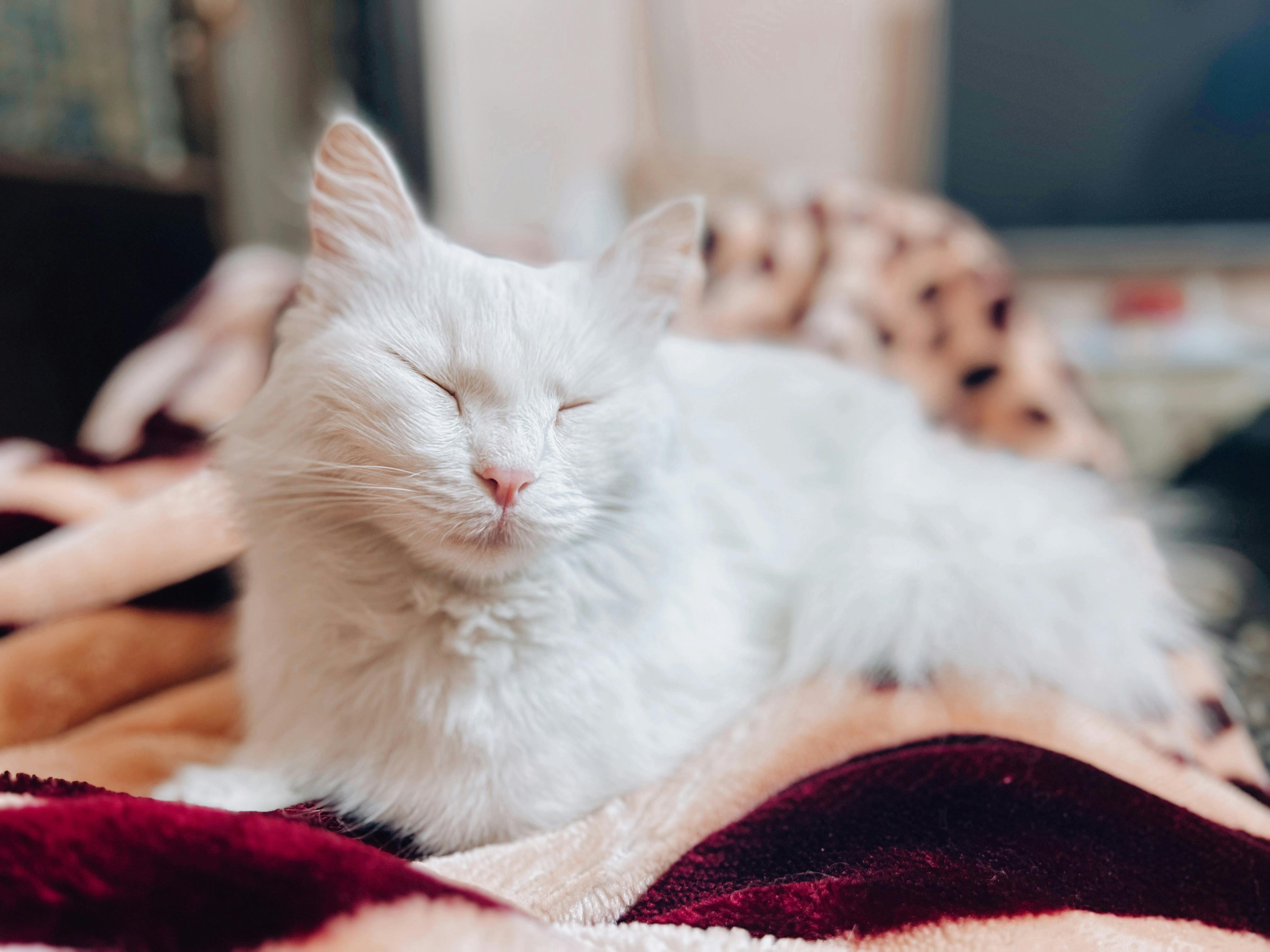 White Cat Wallpaper Photos, Download The BEST Free White Cat Wallpaper ...