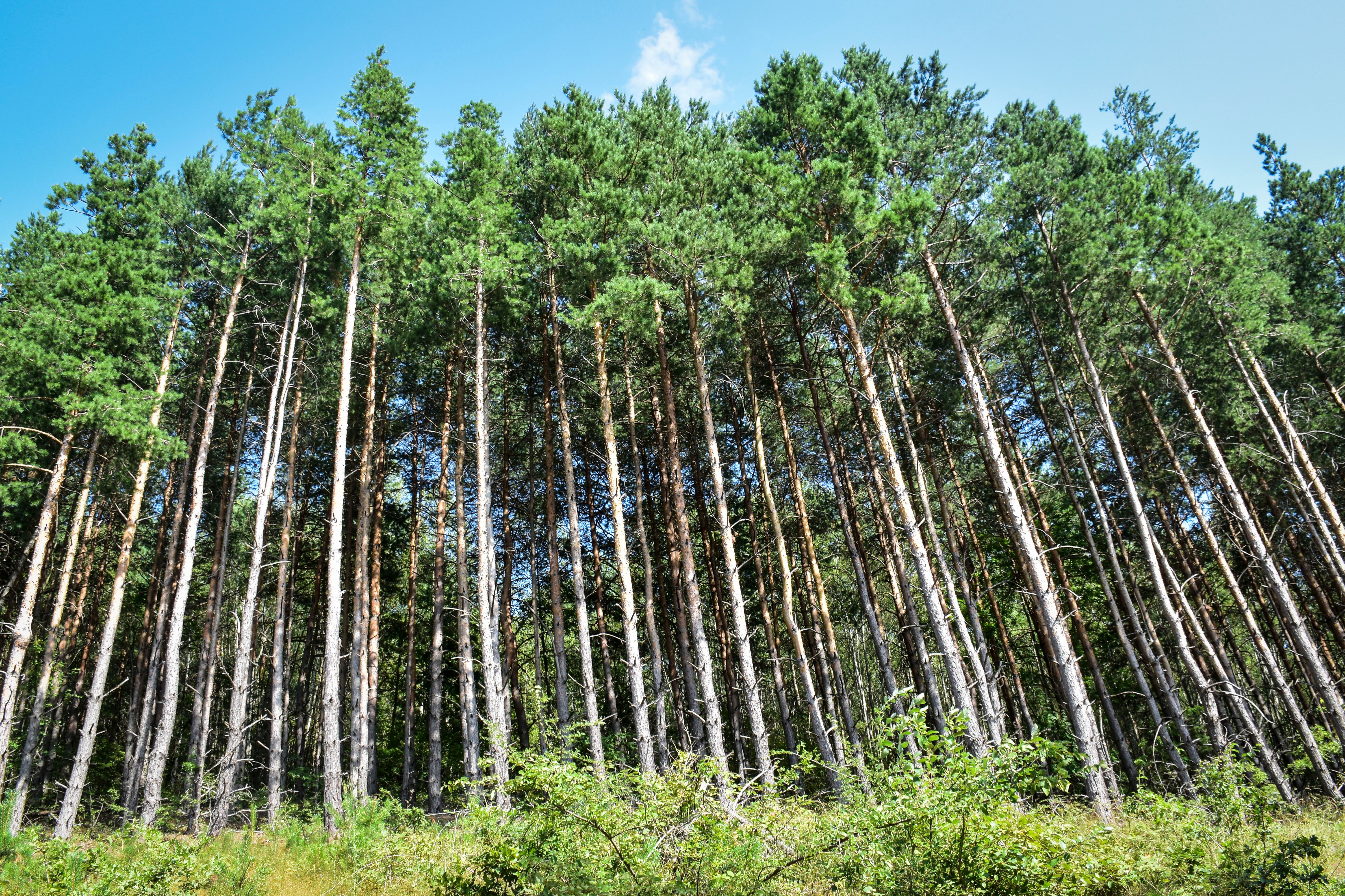 Green, Tall Trees in Forest · Free Stock Photo