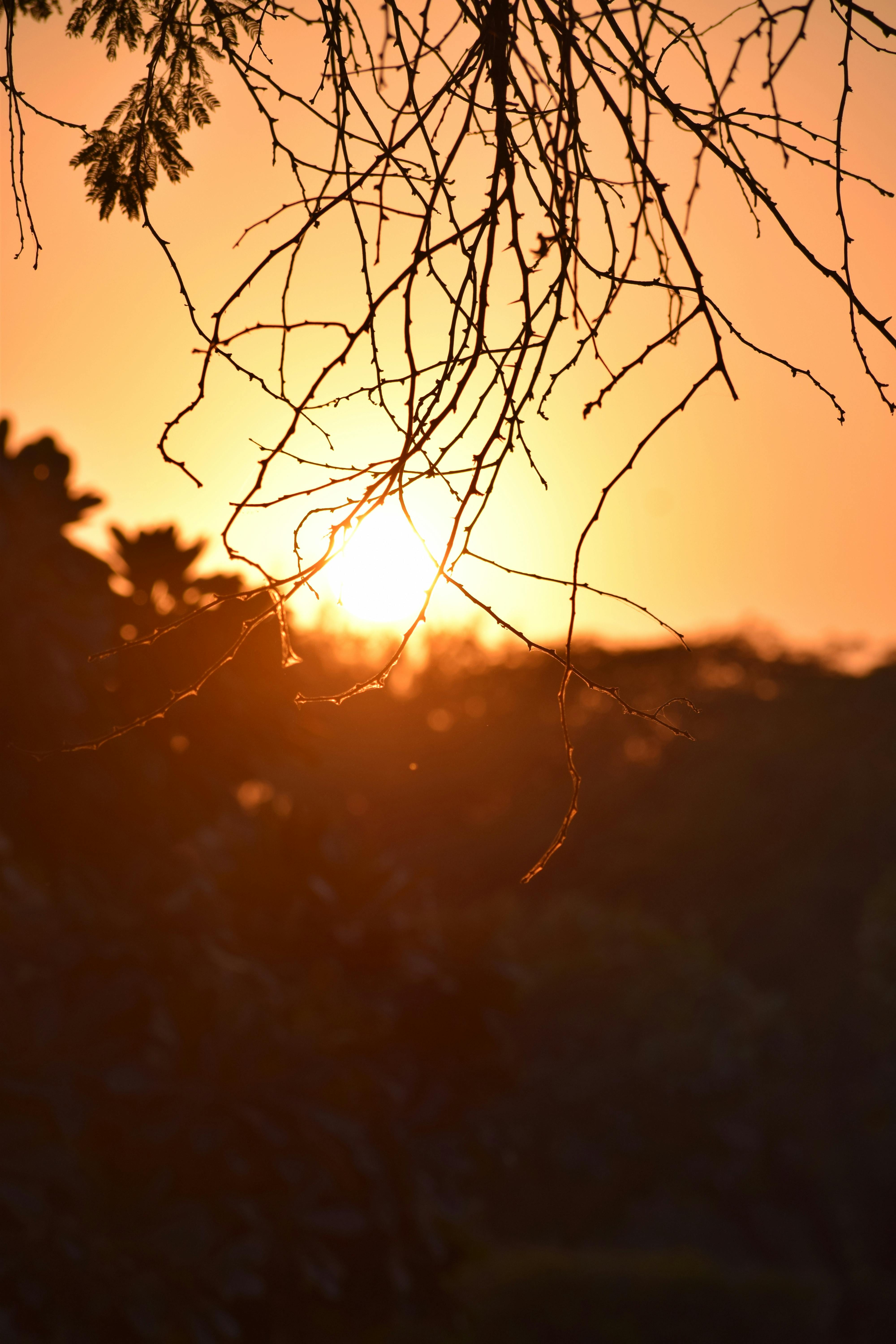 Sunset in the park · Free Stock Photo