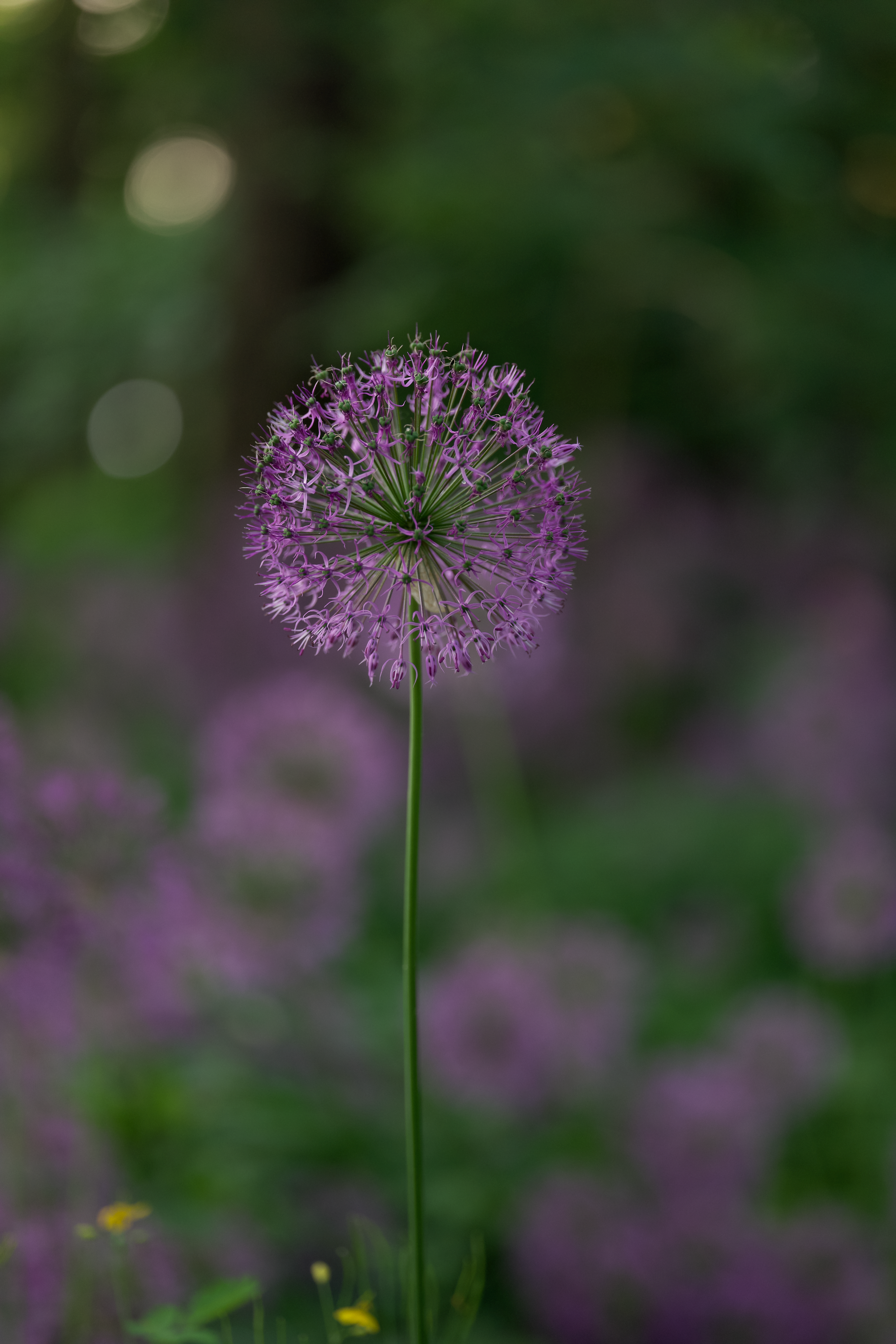 Thin, Purple Flower · Free Stock Photo
