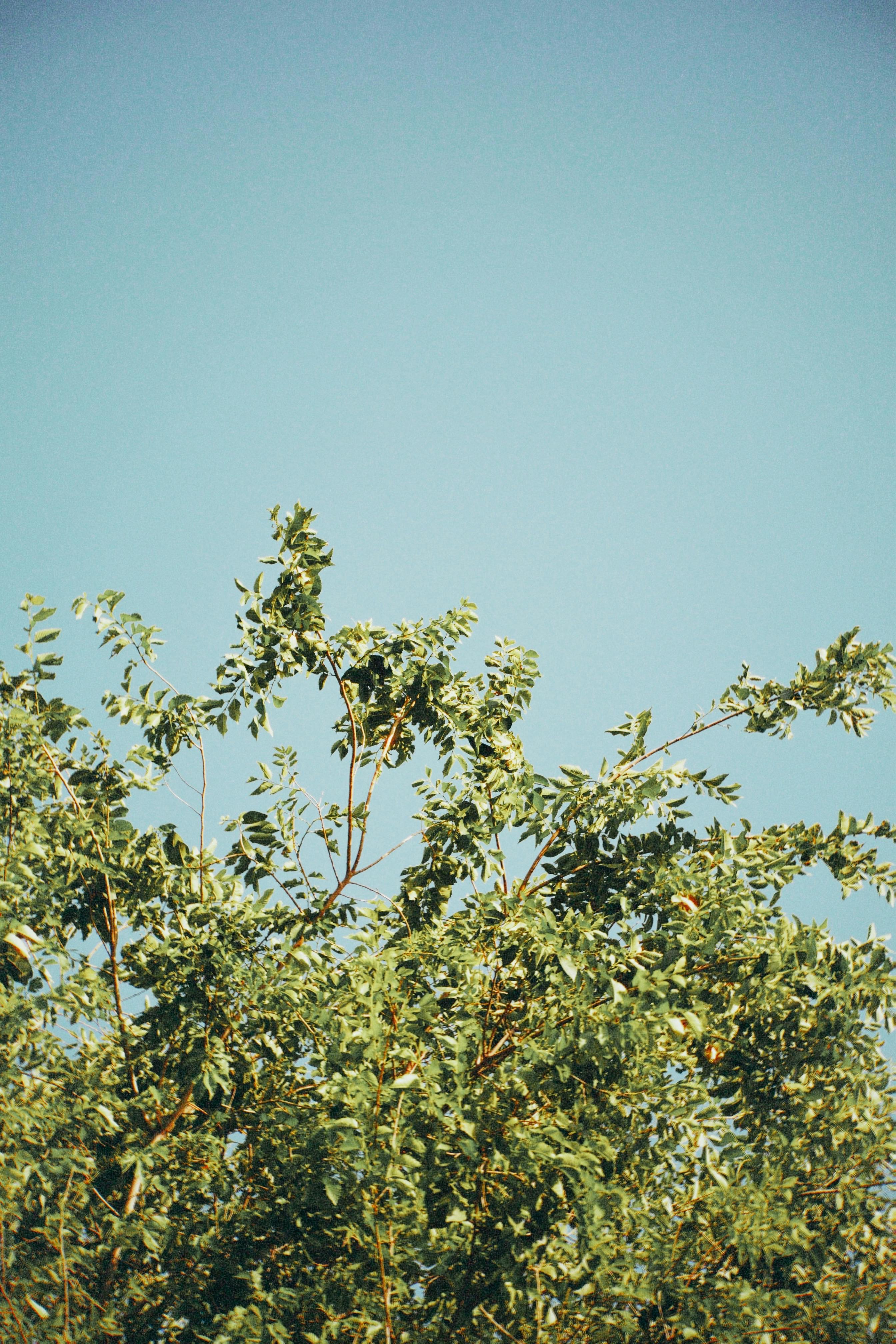 Tree And Sky Photos, Download The BEST Free Tree And Sky Stock Photos ...