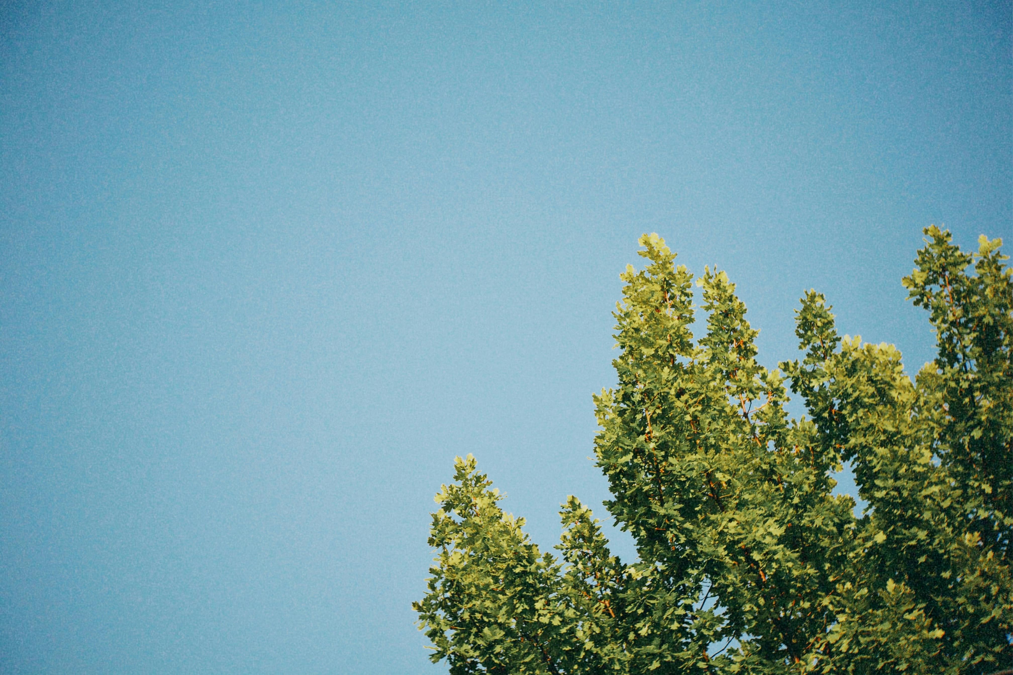 High-angle Photography of Green Trees · Free Stock Photo