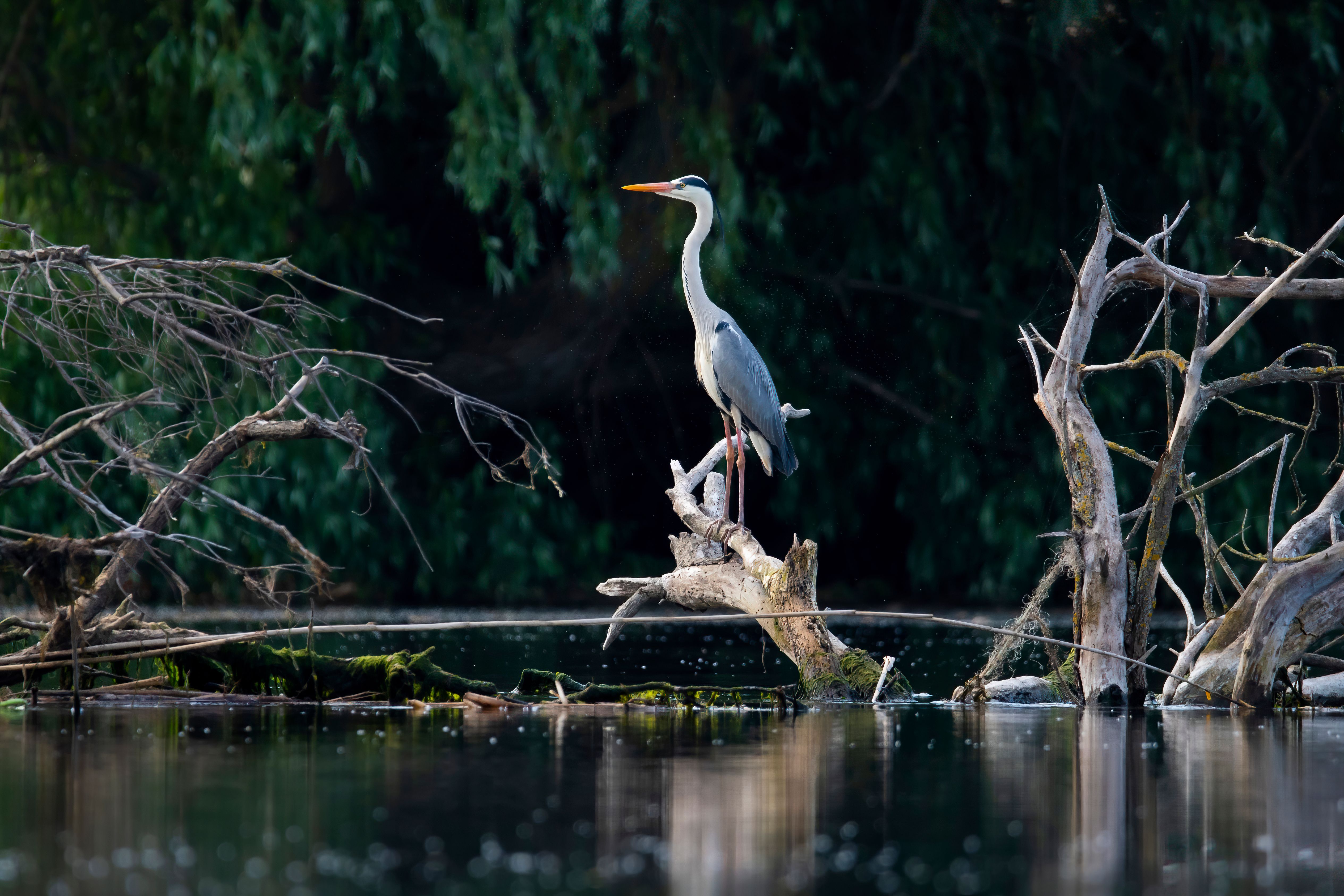 Photo gratuite de aigrette, animal, bassin, cou, eau, espace extérieur ...