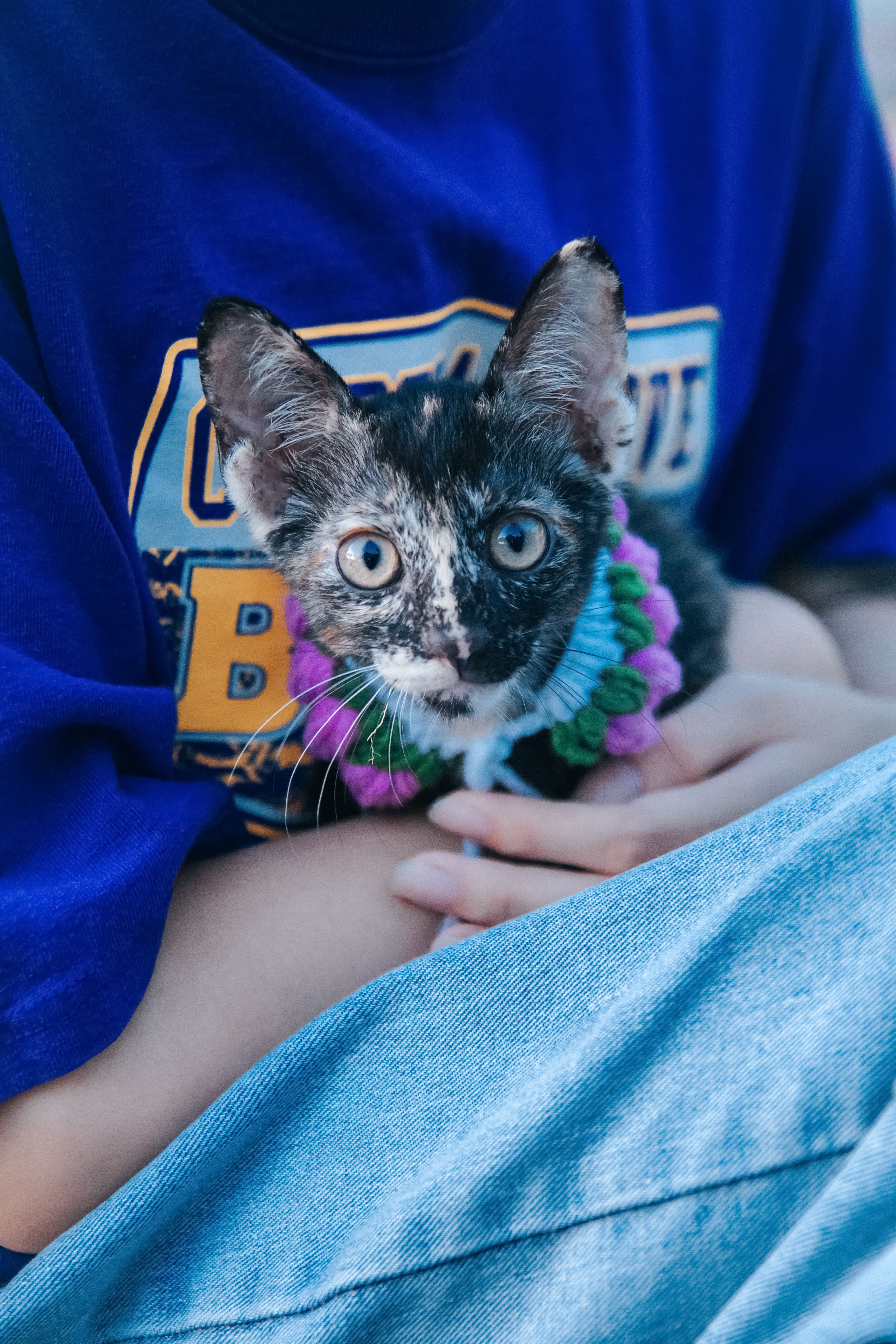 Hands Holding Cat · Free Stock Photo