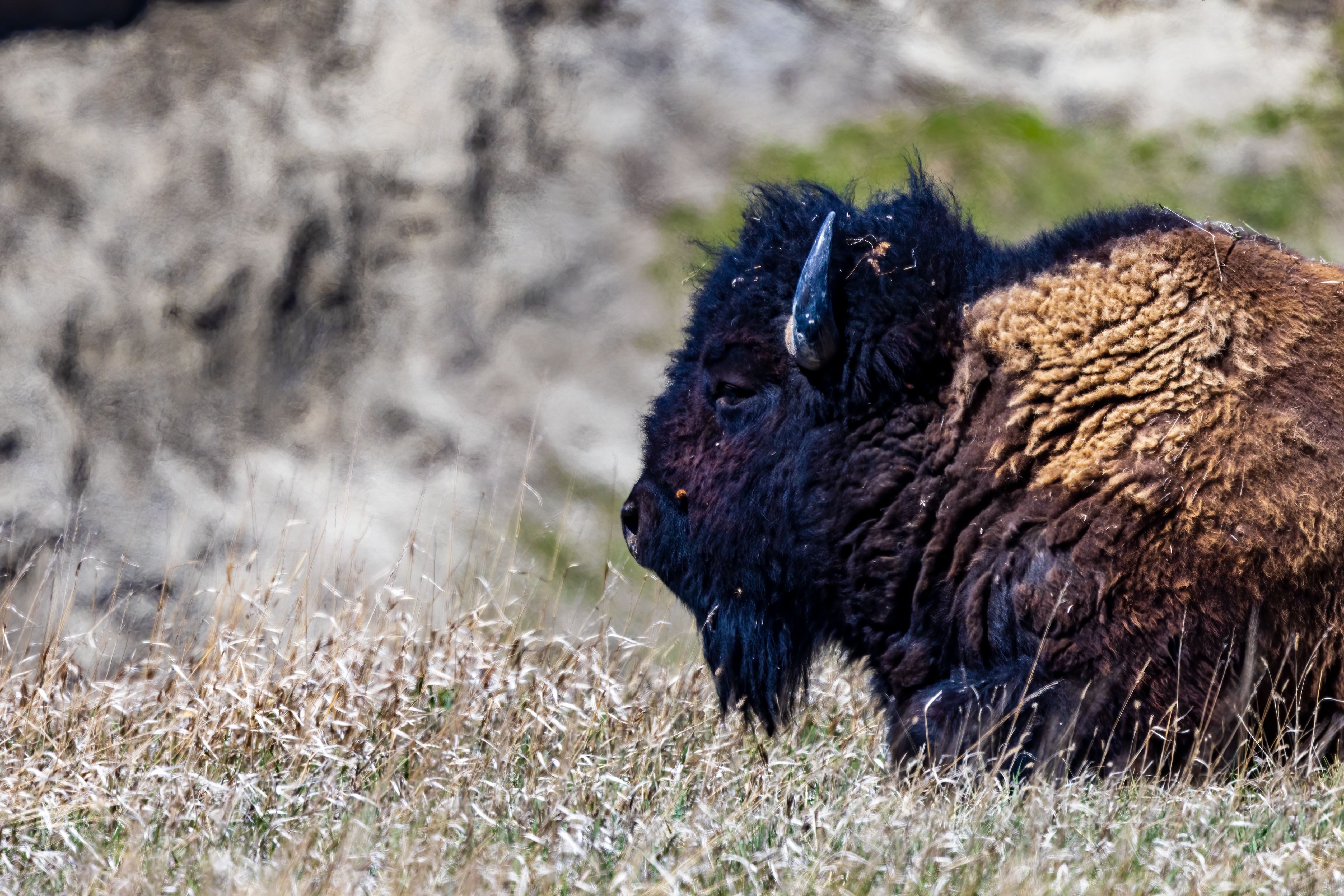 North American Wildlife Photos, Download The BEST Free North American ...