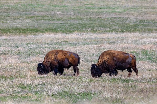 Free Buffalo Photos, Download The BEST Free Free Buffalo Stock Photos ...