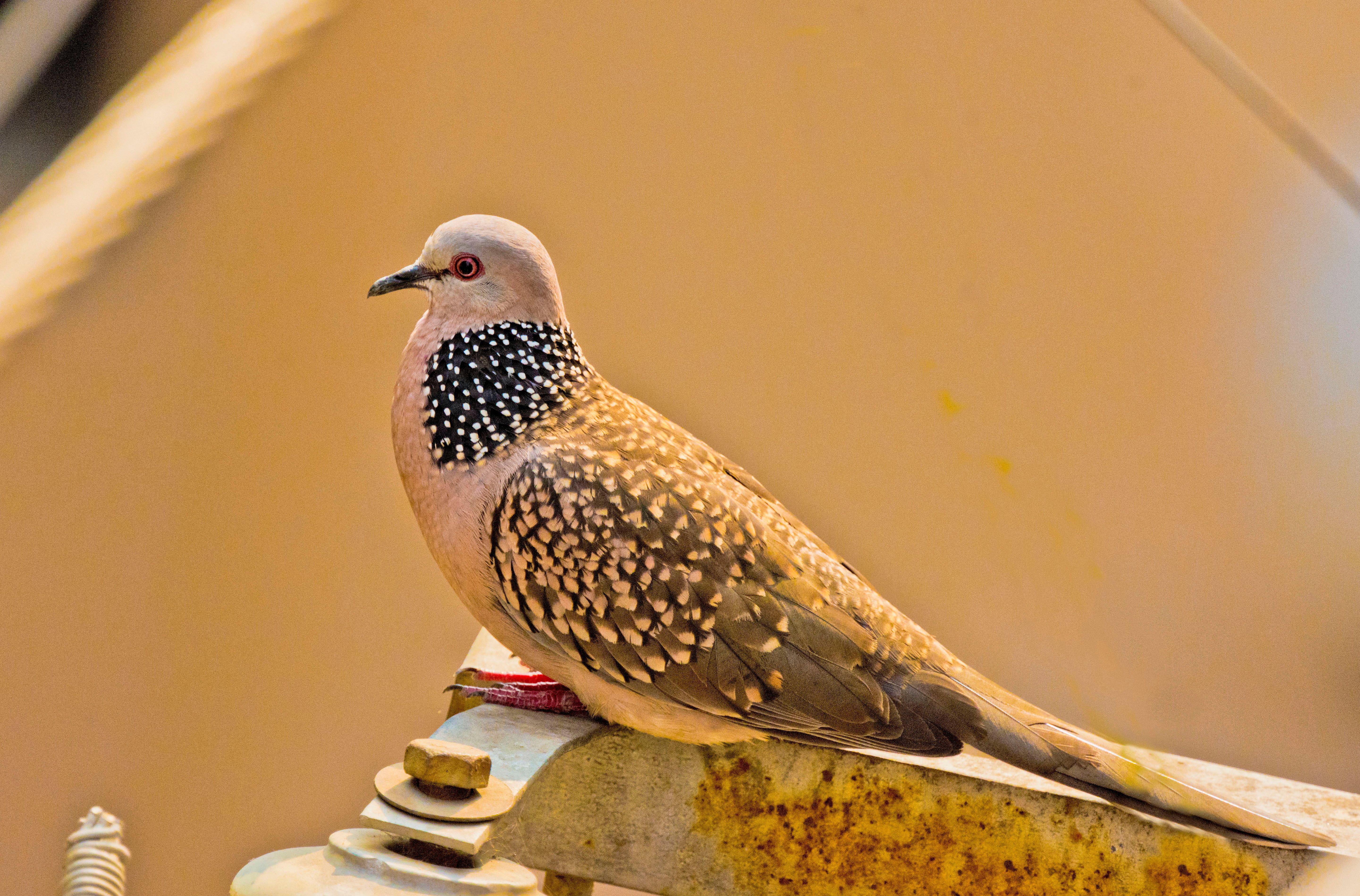 Close up of a Perching Bird · Free Stock Photo