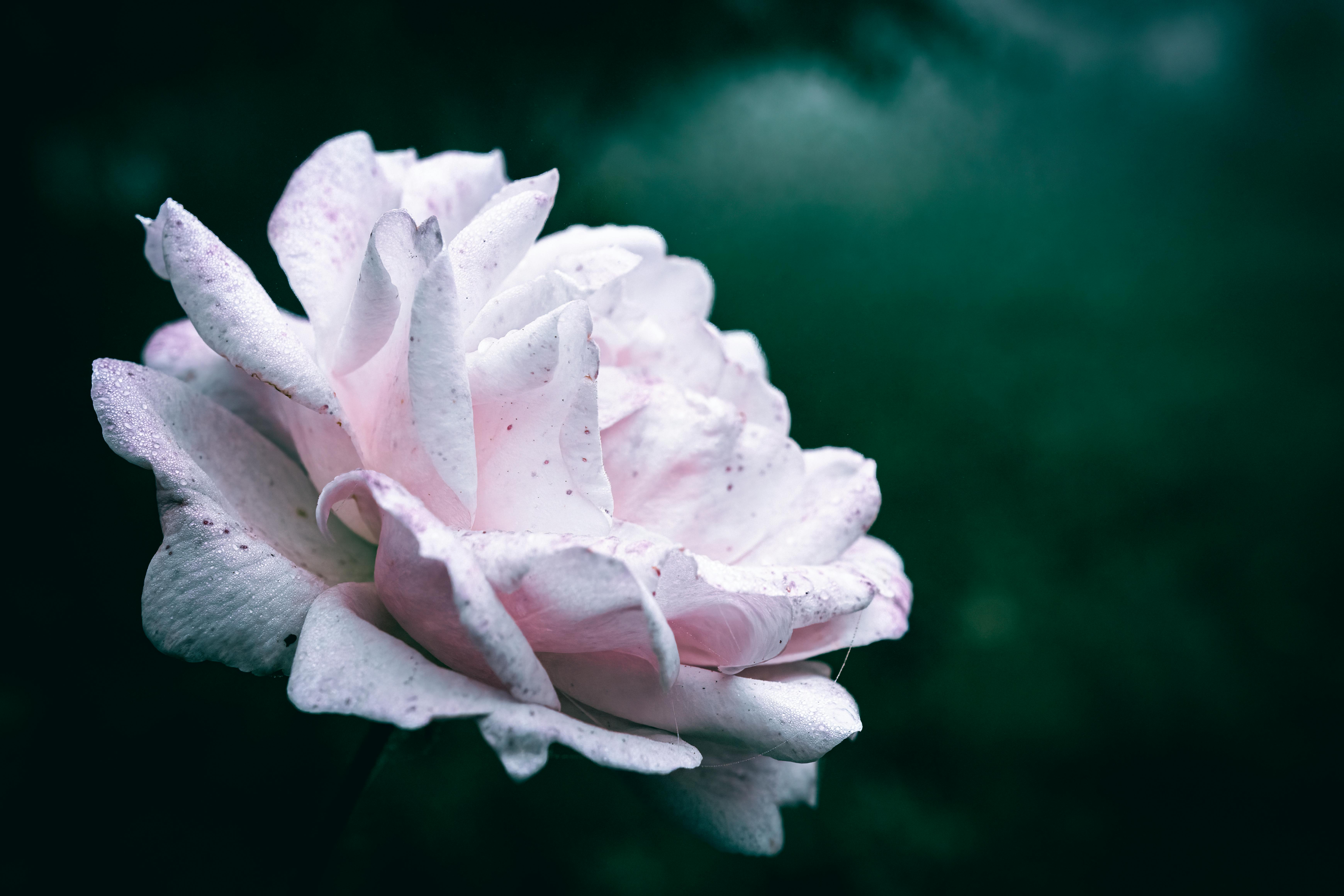 Blooming soft pink rose with rain droplets · Free Stock Photo