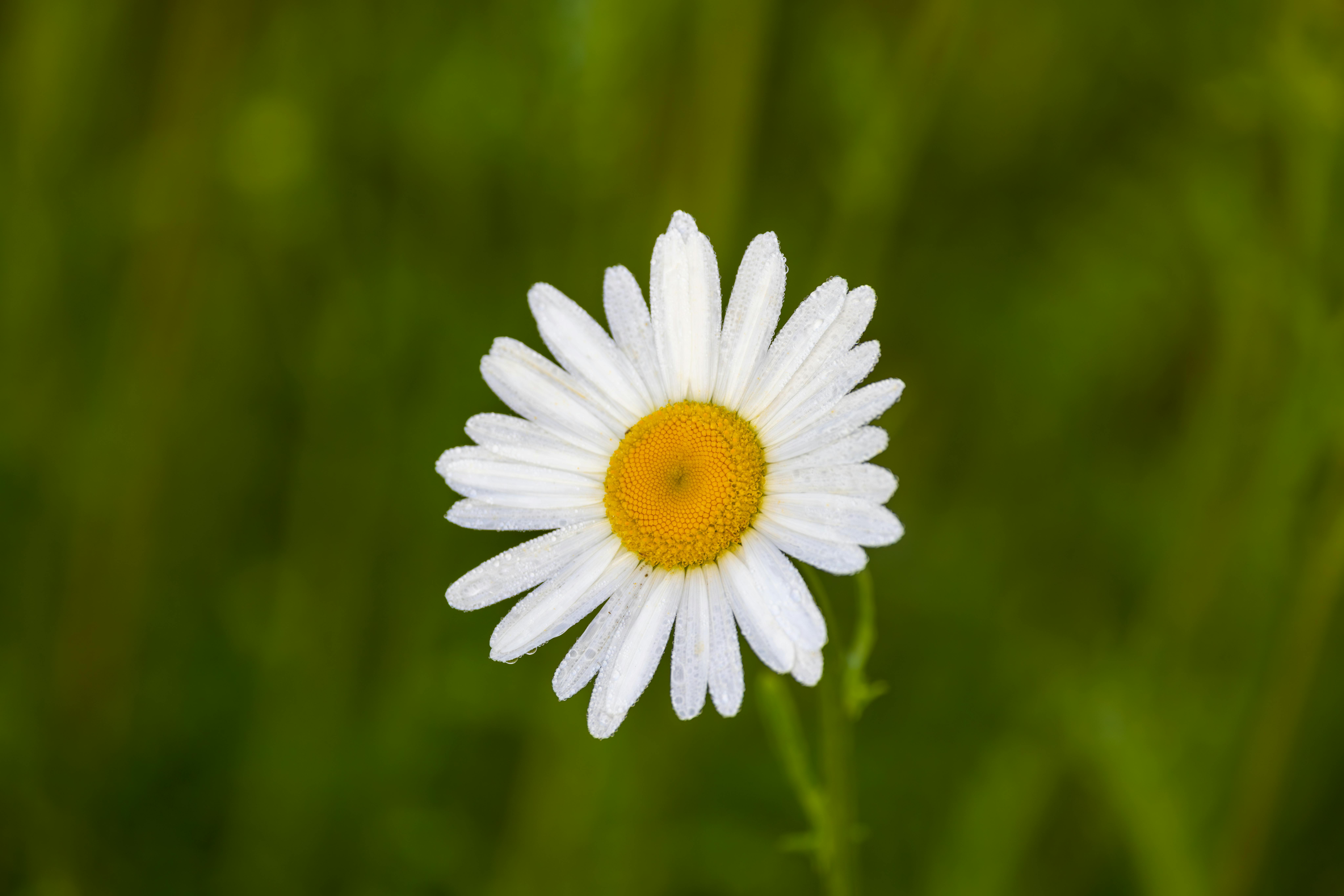 A single white daisy in the middle of a green field · Free Stock Photo