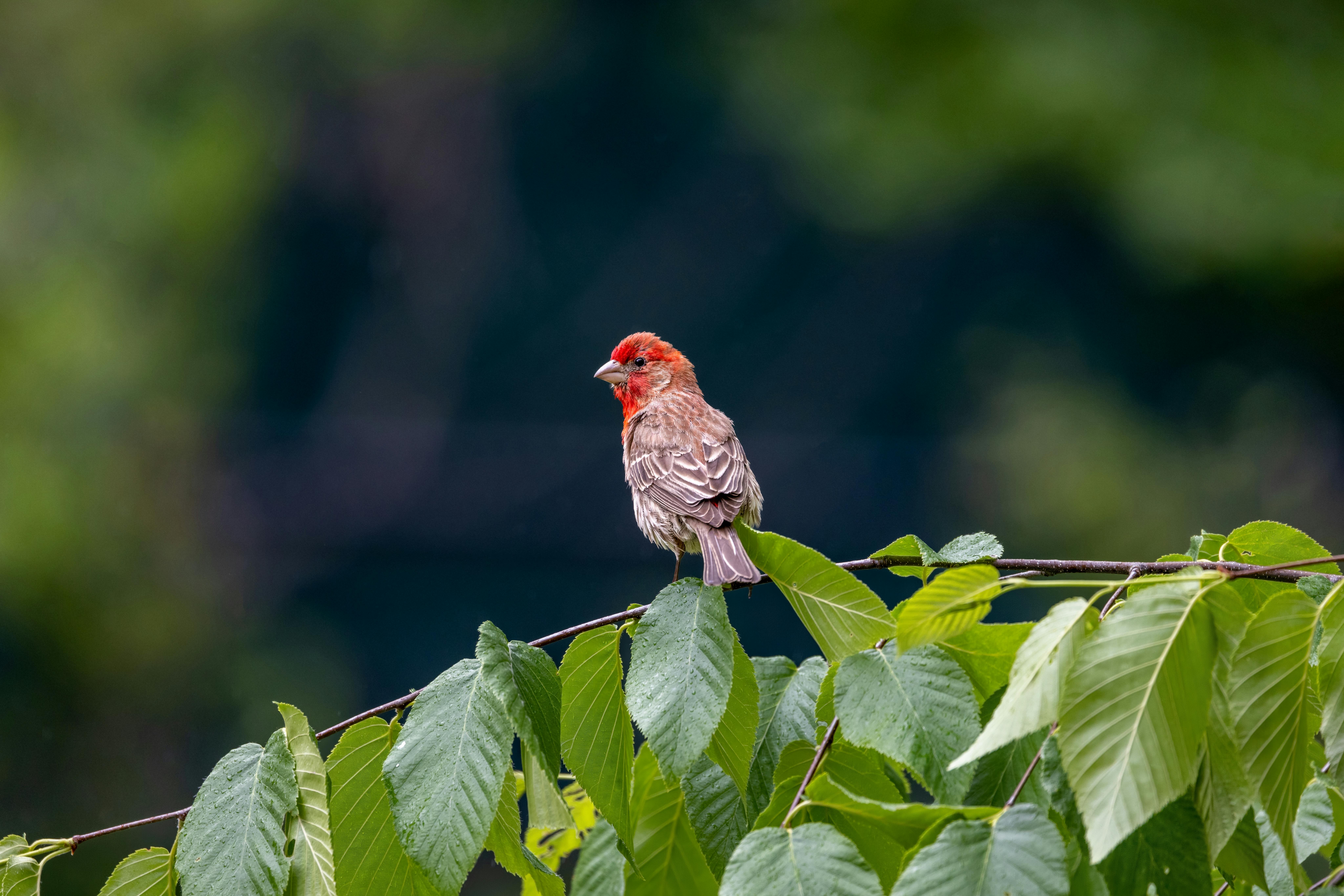 Small Finch Bird · Free Stock Photo