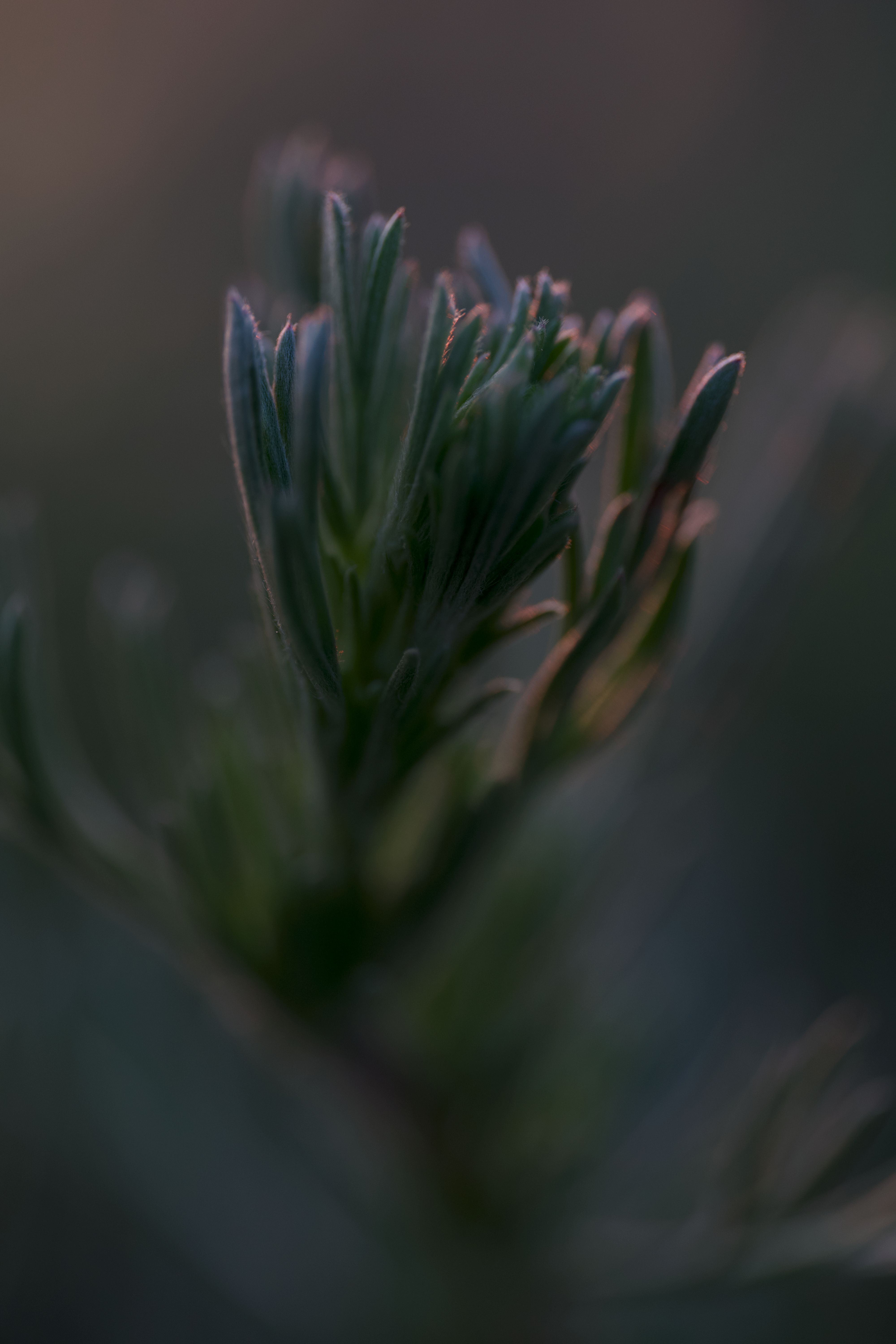 Small Pictures Of Plant Photos, Download The BEST Free Small Pictures ...