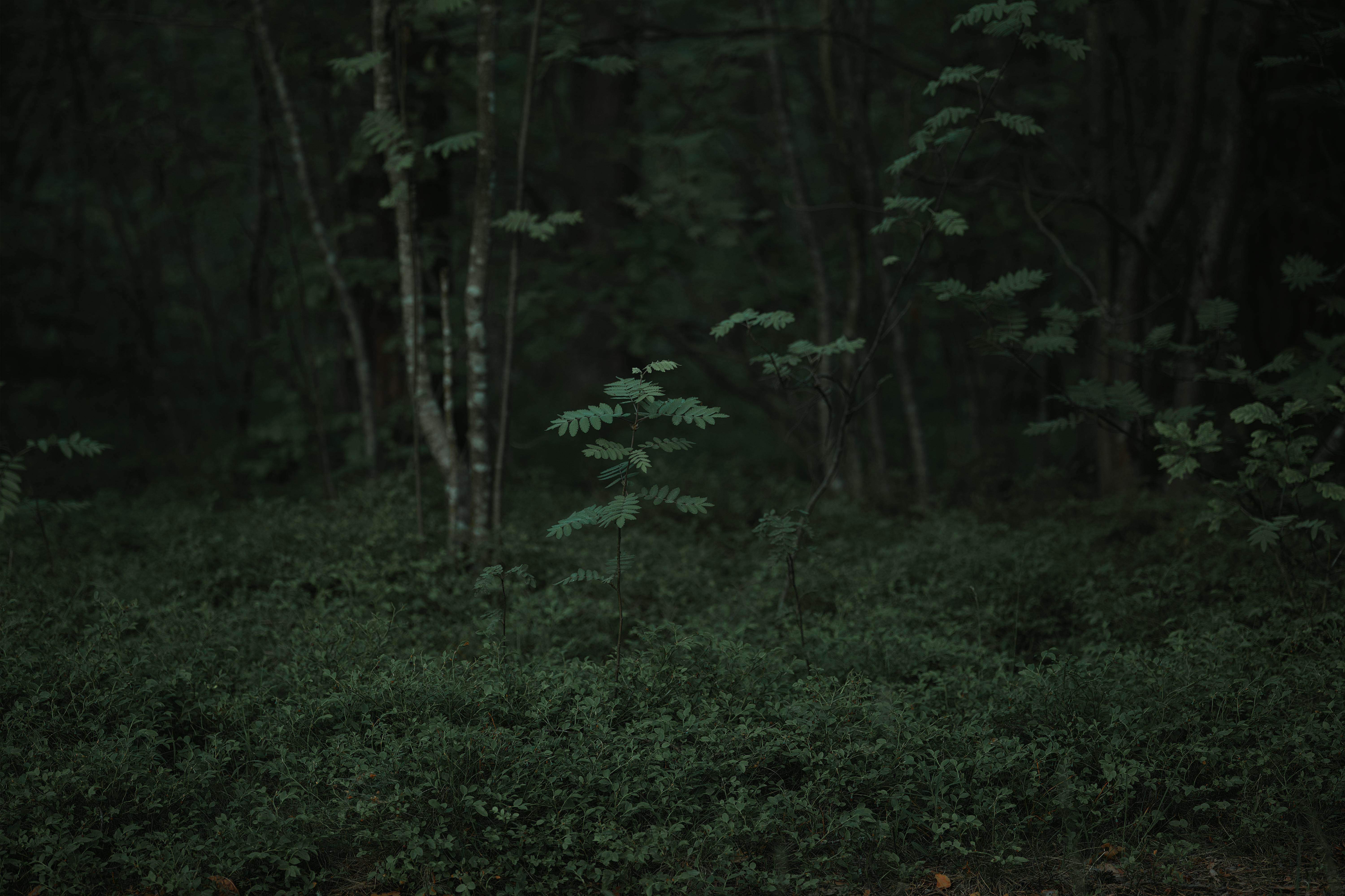 Landscape Dark Photos, Download The BEST Free Landscape Dark Stock ...