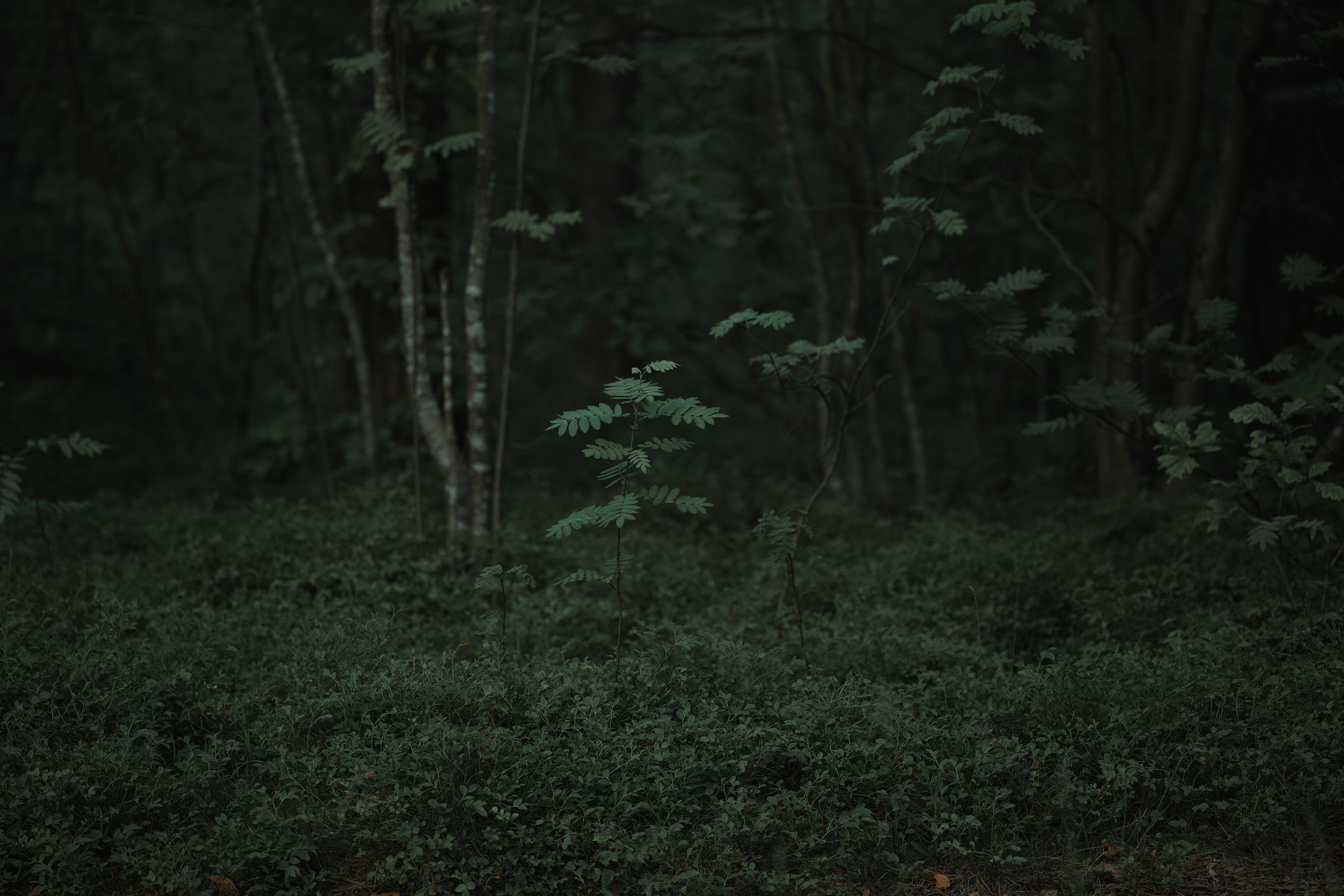 Close-up of a Young Tree in a Forest at Dusk · Free Stock Photo
