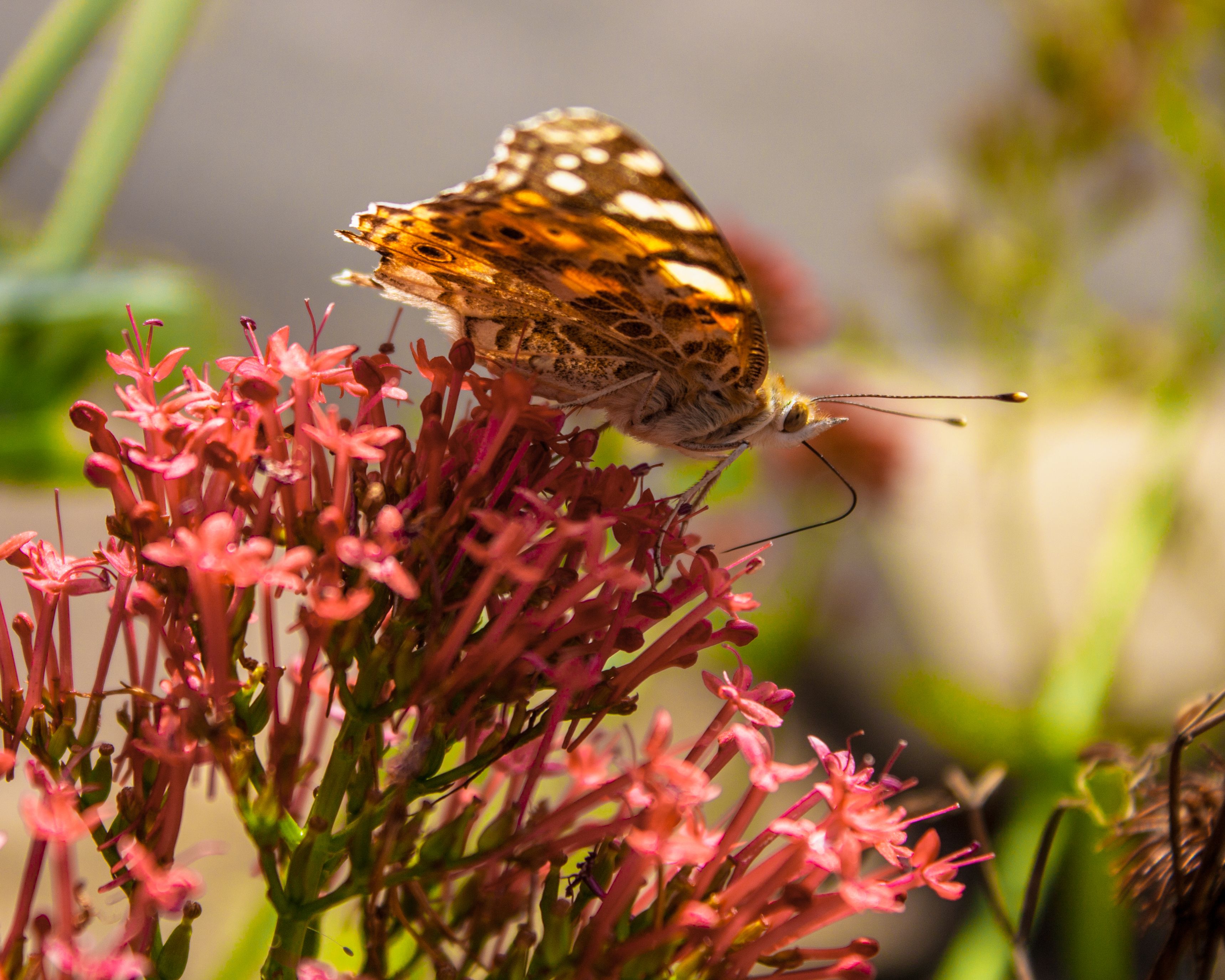 Alone Butterfly Photos, Download The BEST Free Alone Butterfly Stock ...