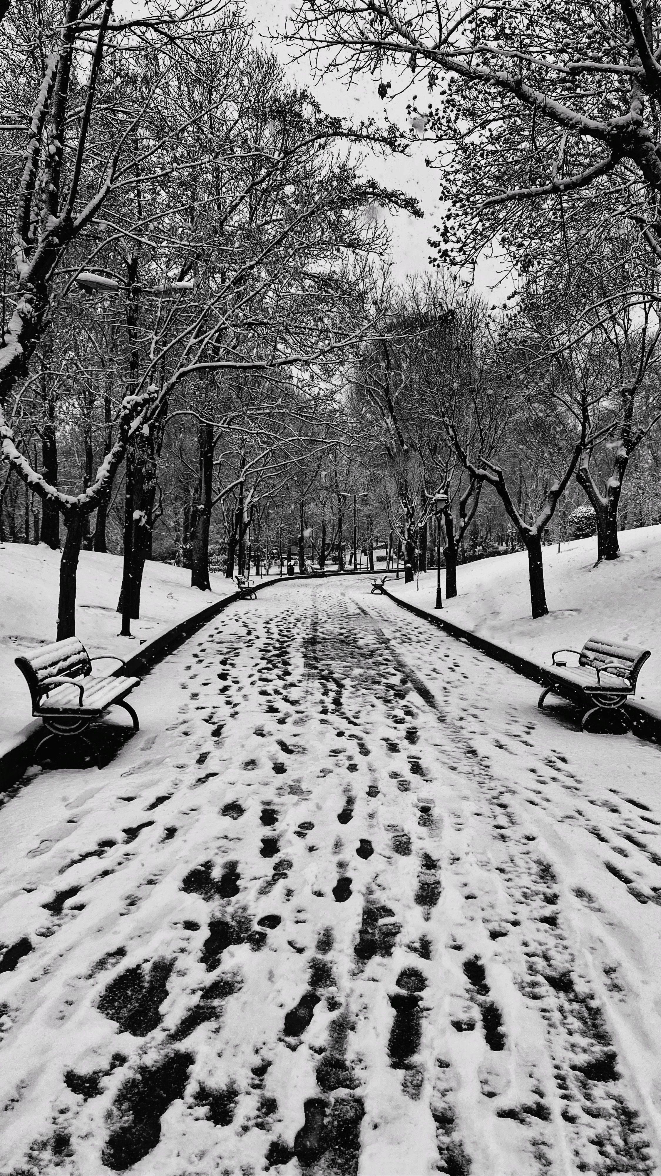 Snow Laden Trees Photos, Download The BEST Free Snow Laden Trees Stock ...