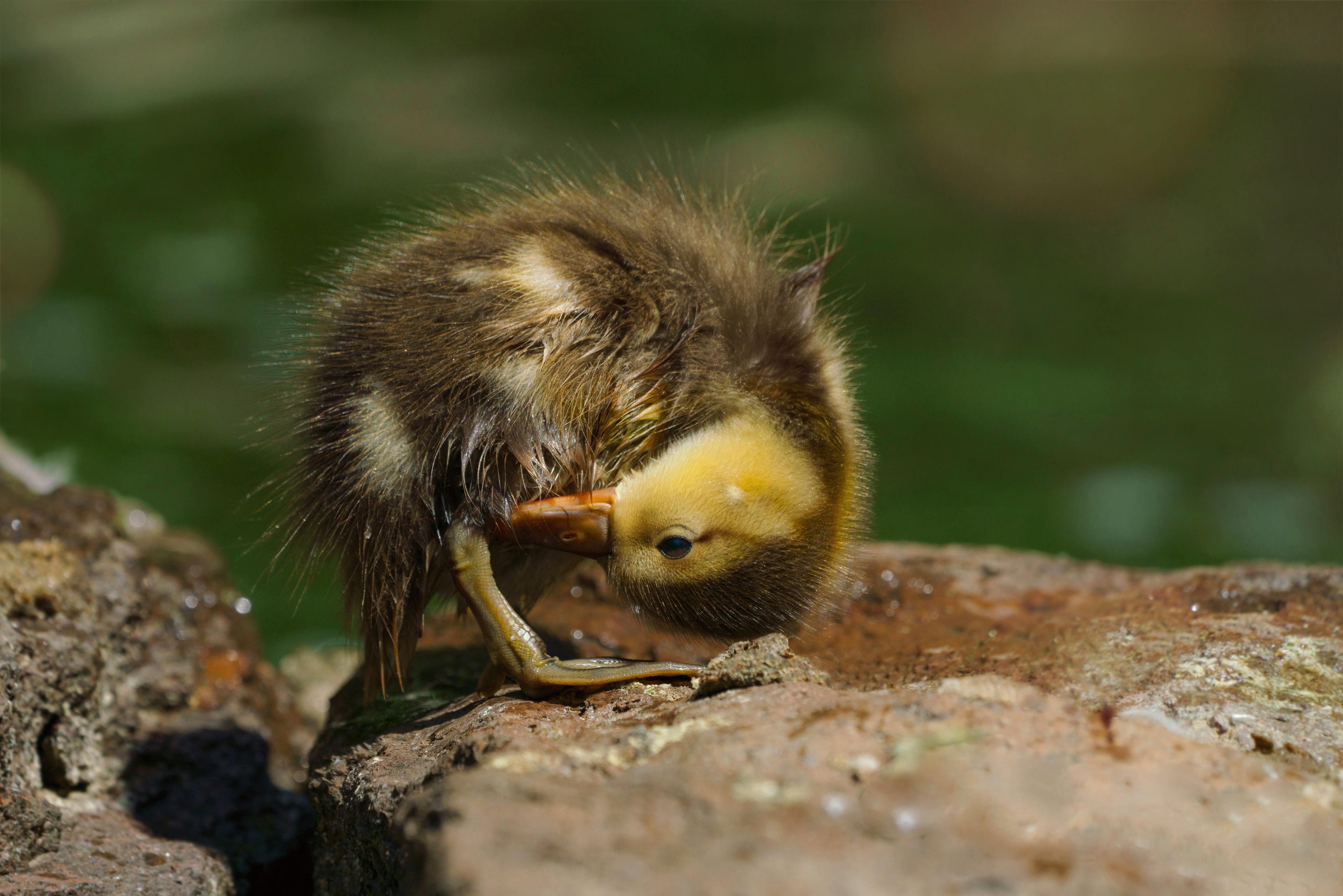 Baby Bird Photos, Download The BEST Free Baby Bird Stock Photos & HD Images