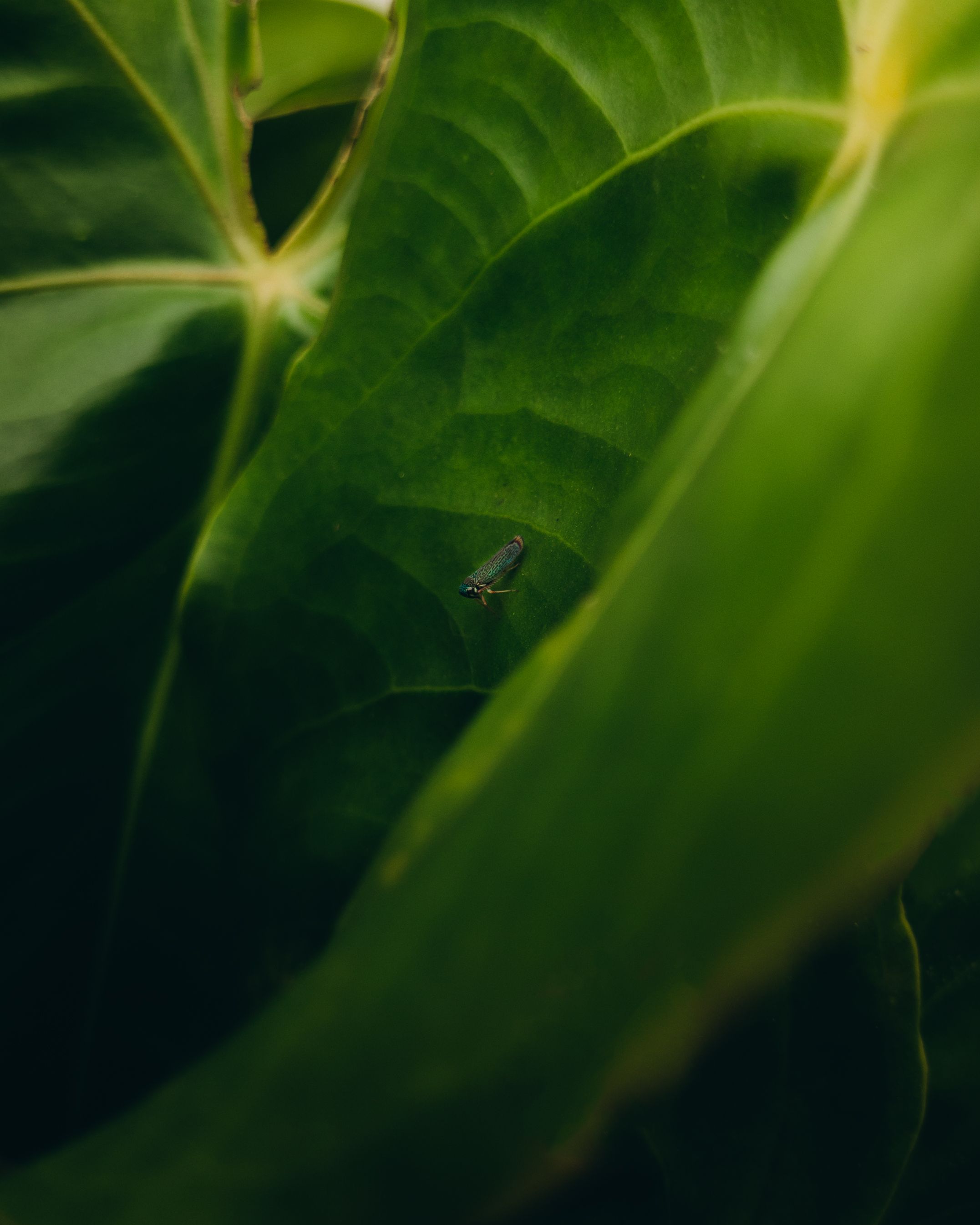 Nature Leaf Photos, Download The BEST Free Nature Leaf Stock Photos ...