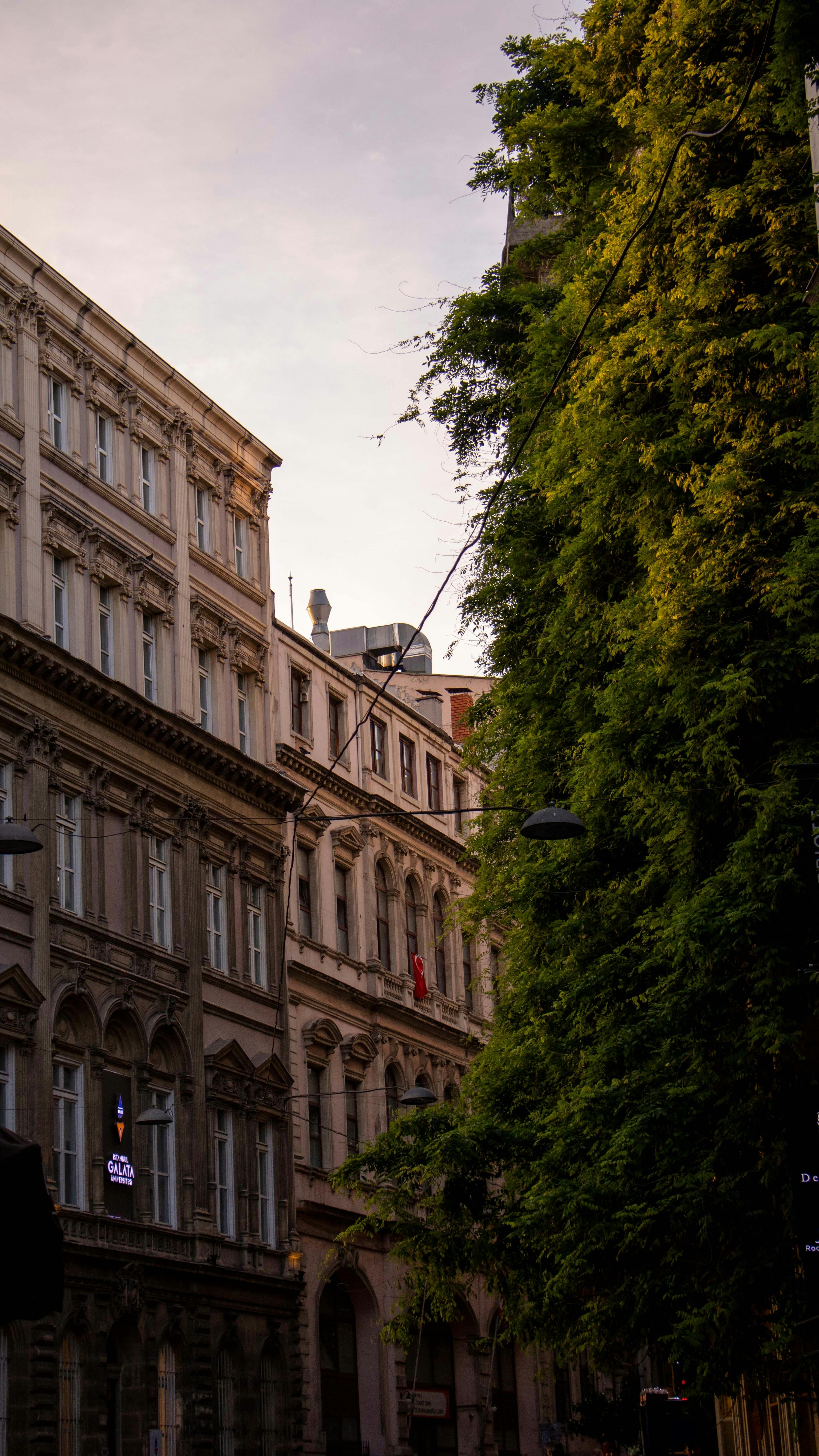Tree near Buildings in Town · Free Stock Photo