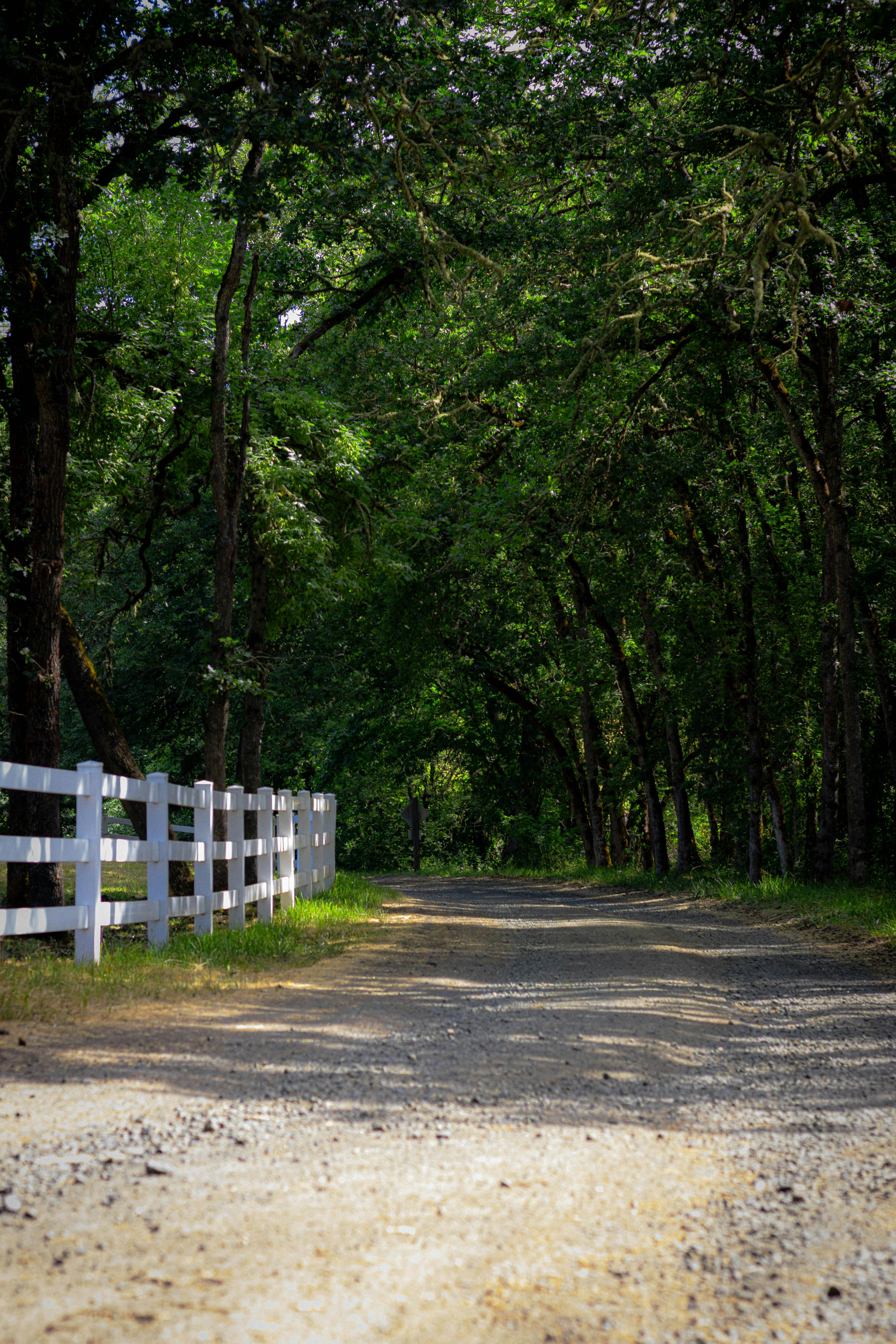 Country Road and Trees · Free Stock Photo