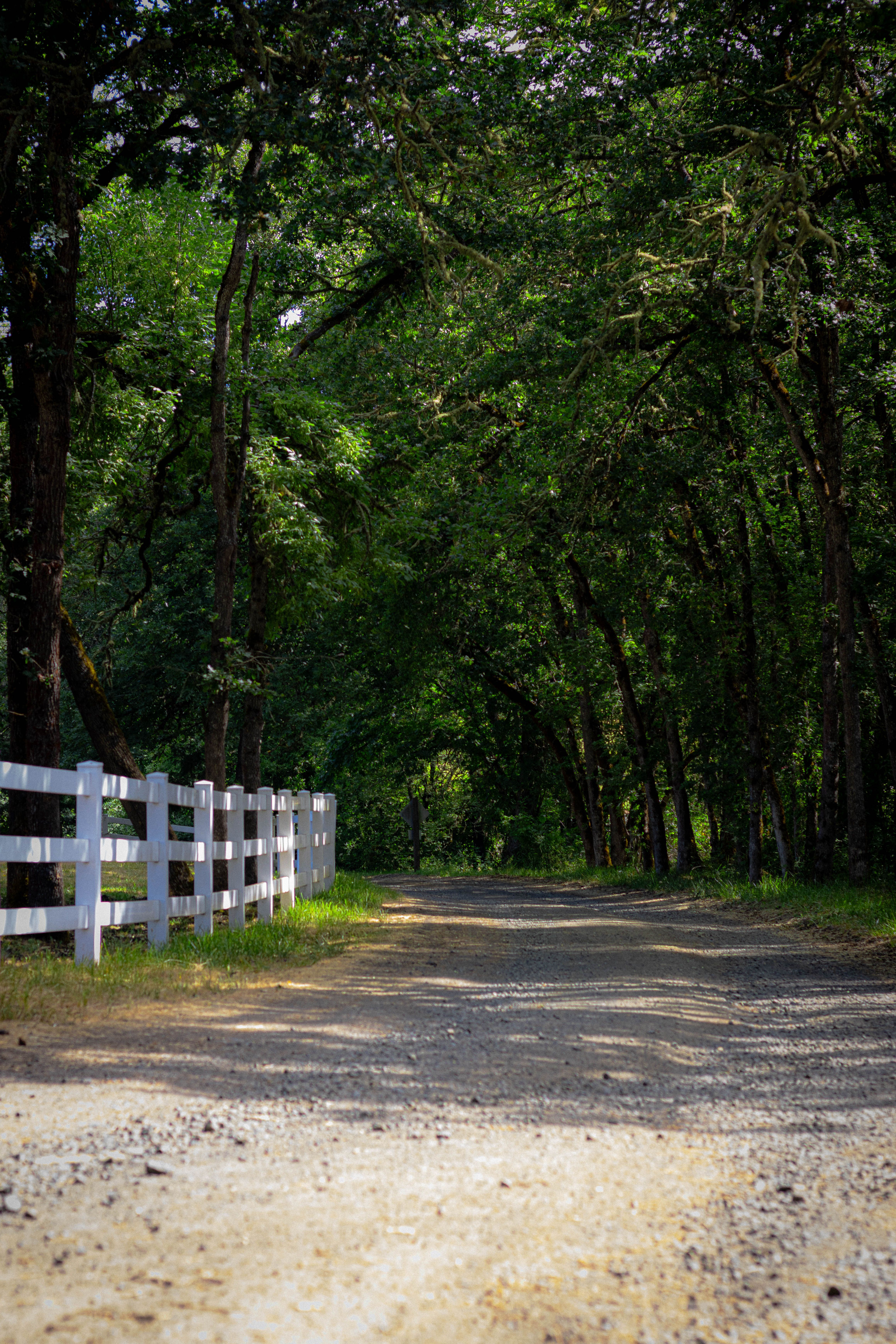 Country Road and Trees · Free Stock Photo