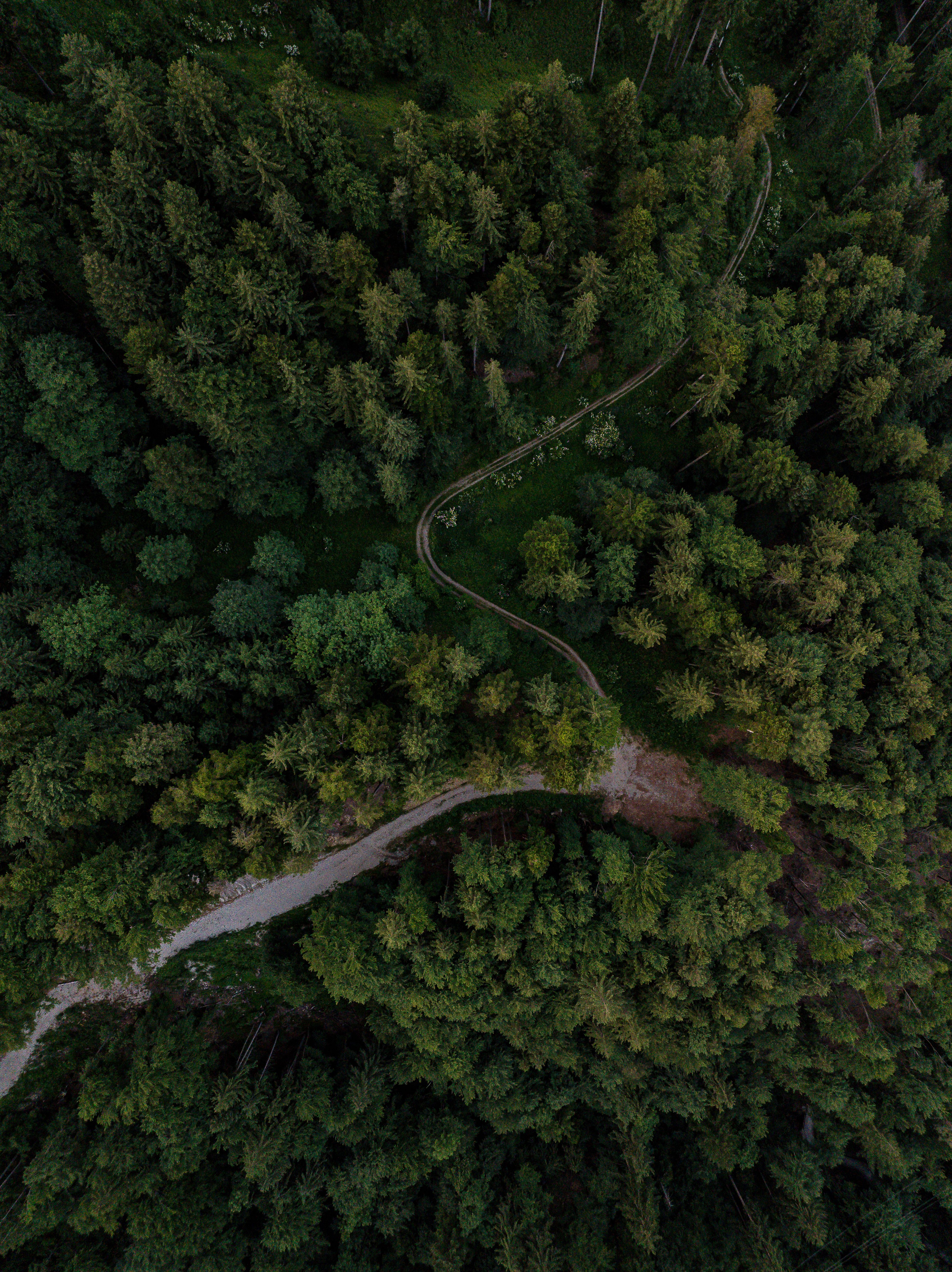 Aerial View of Forest · Free Stock Photo