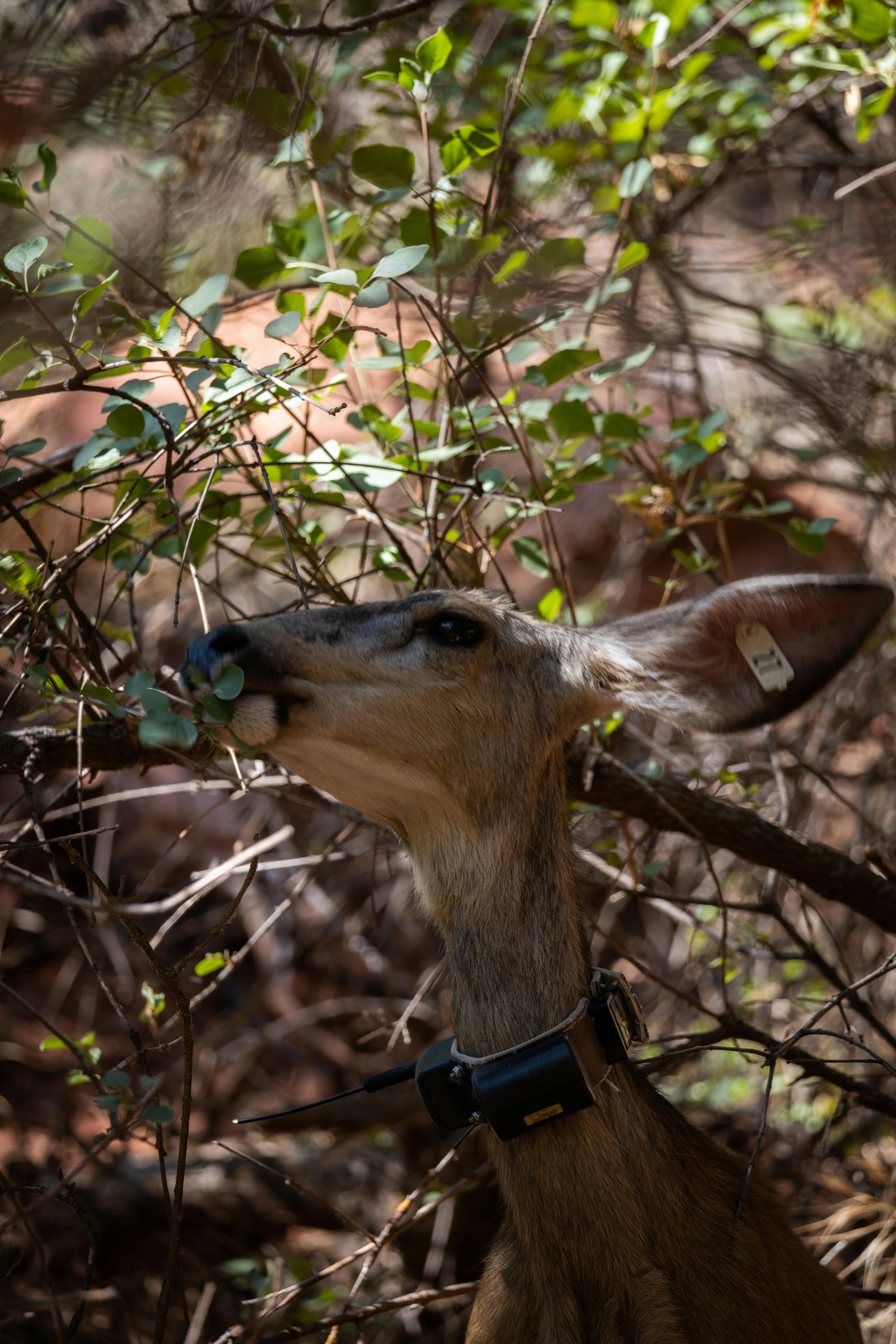 A deer eating from a tree branch in the woods · Free Stock Photo