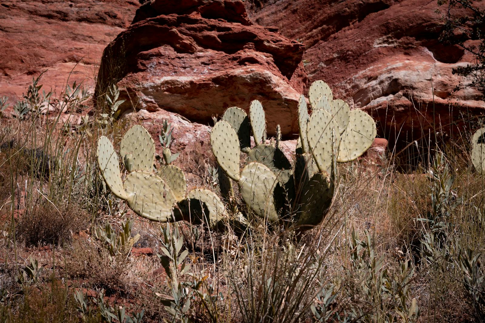 June Landscape Photos, Download The BEST Free June Landscape Stock ...