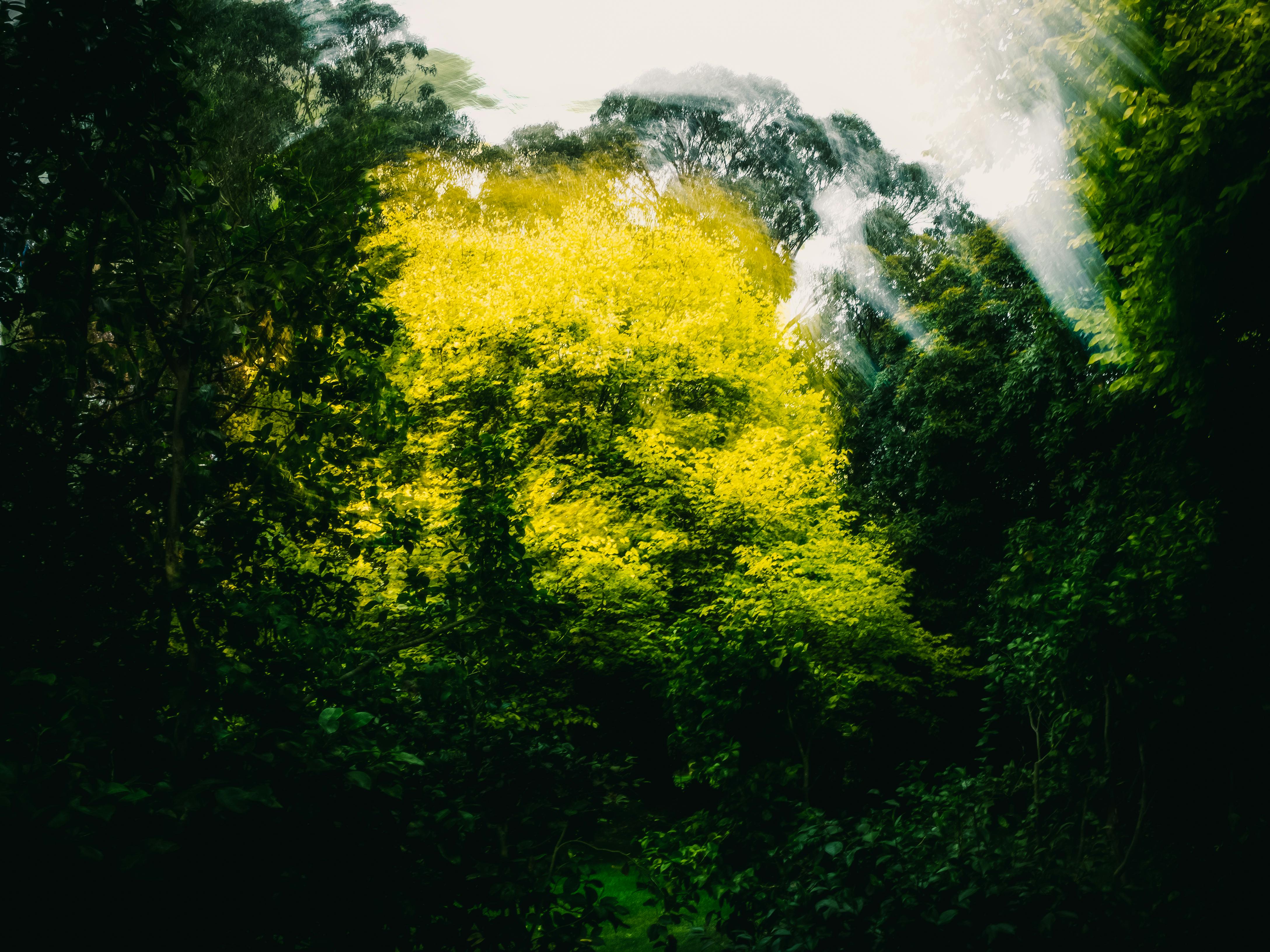 Defocused Photo of Trees in Forest · Free Stock Photo
