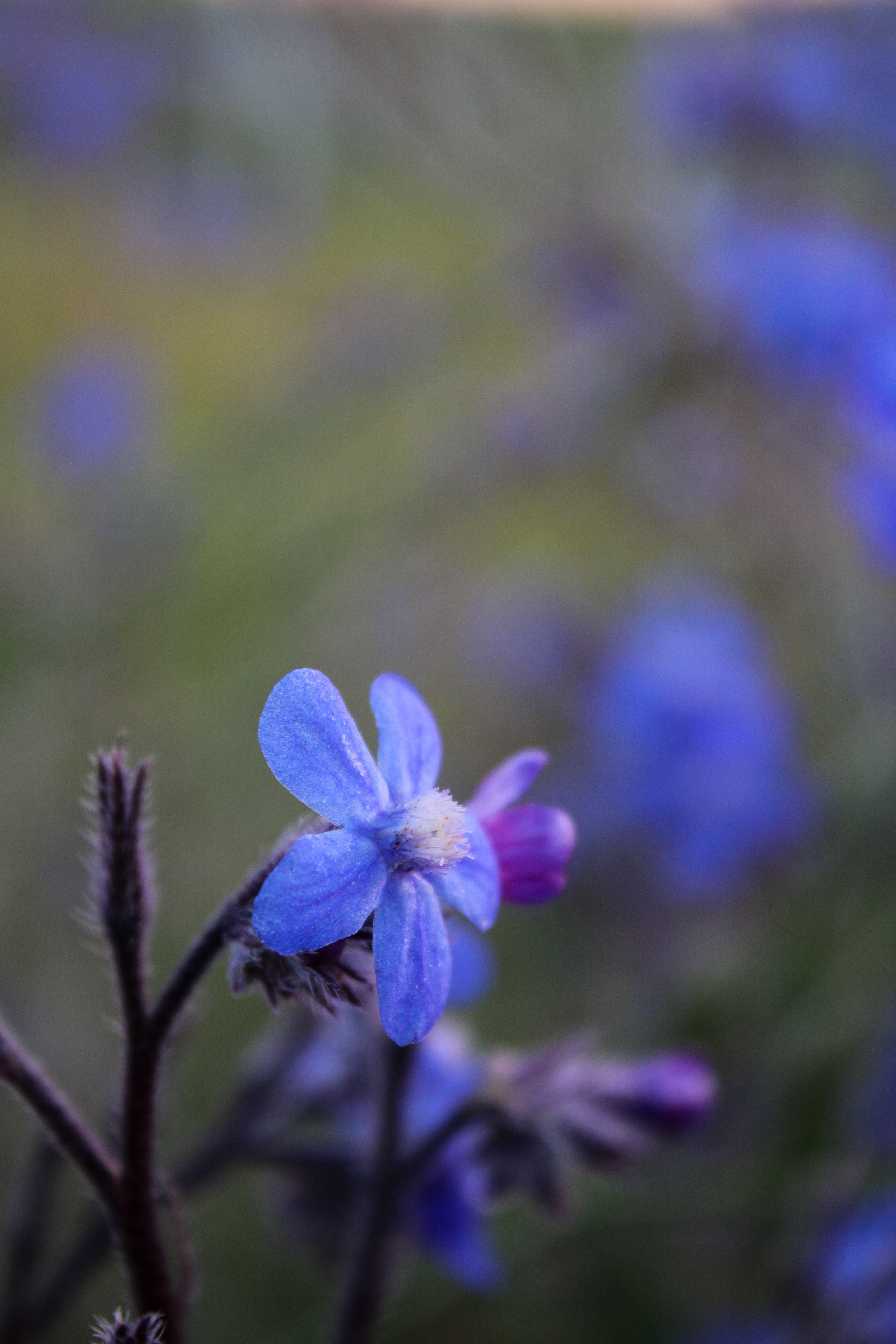 Small Pictures Of Plant Photos, Download The BEST Free Small Pictures ...