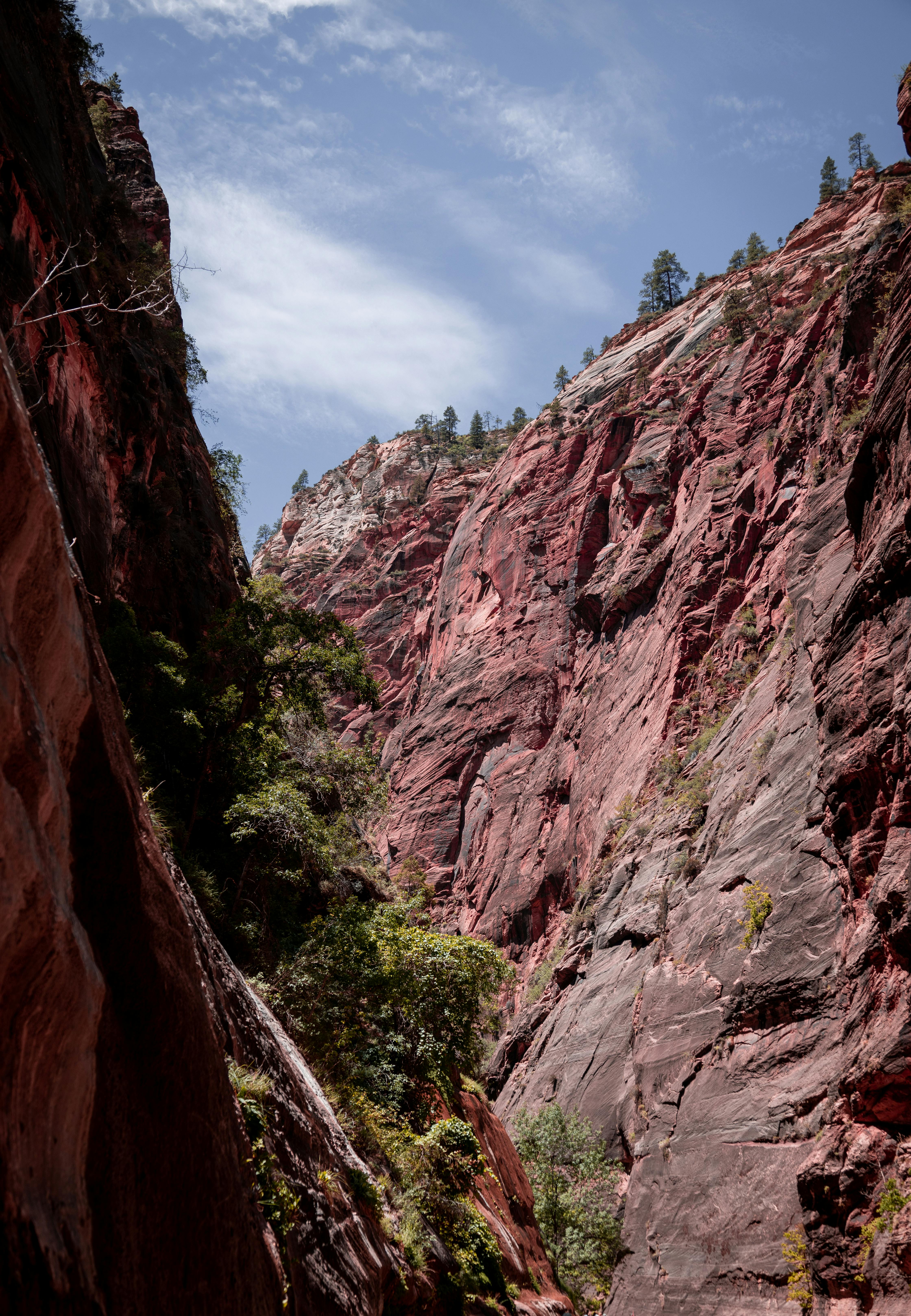 A narrow canyon with red rocks and trees · Free Stock Photo